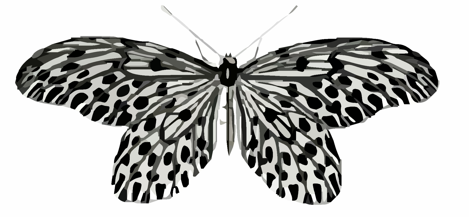 Grey butterfly clip art drawing free image download