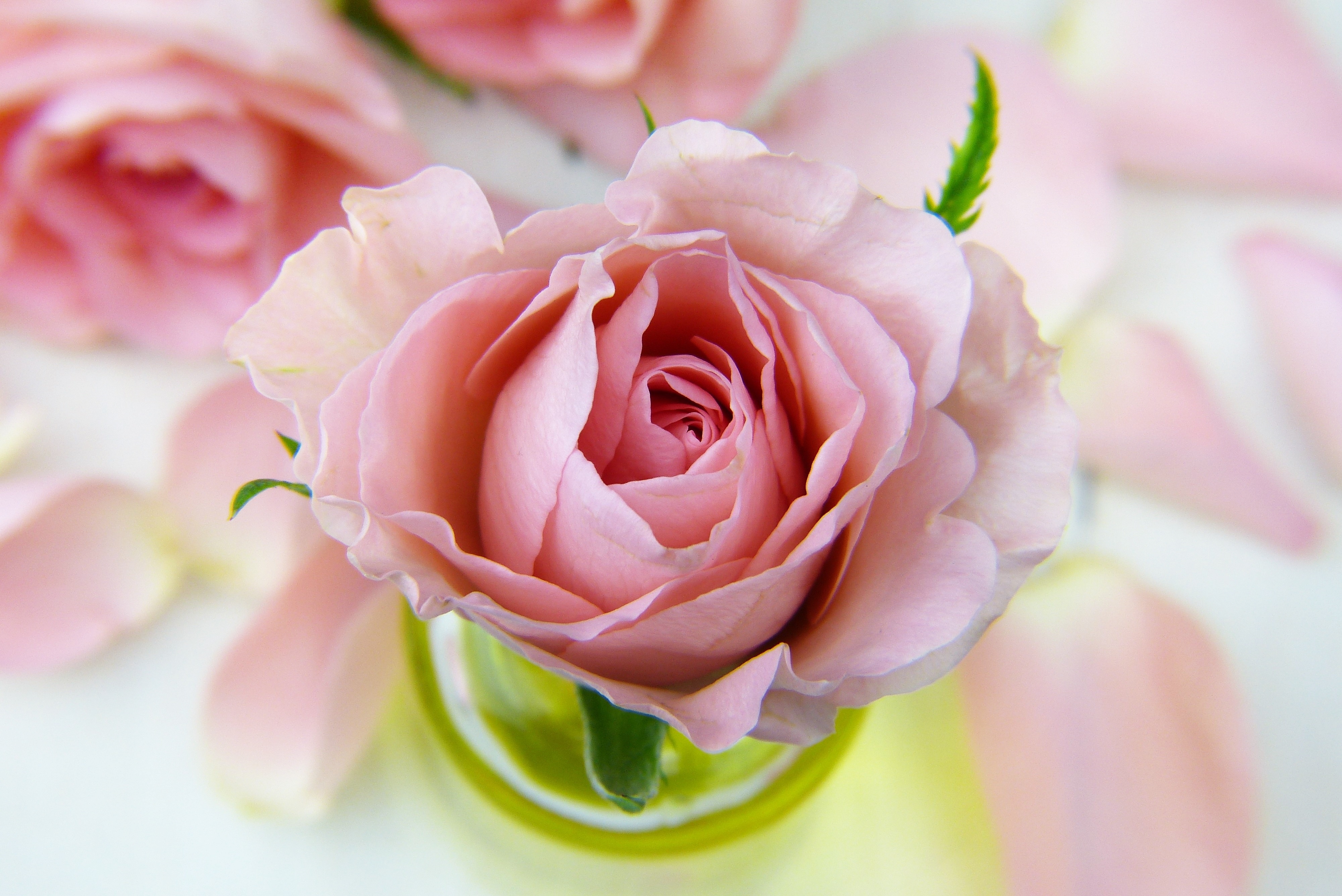 Gentle Rose Love Floral free image download