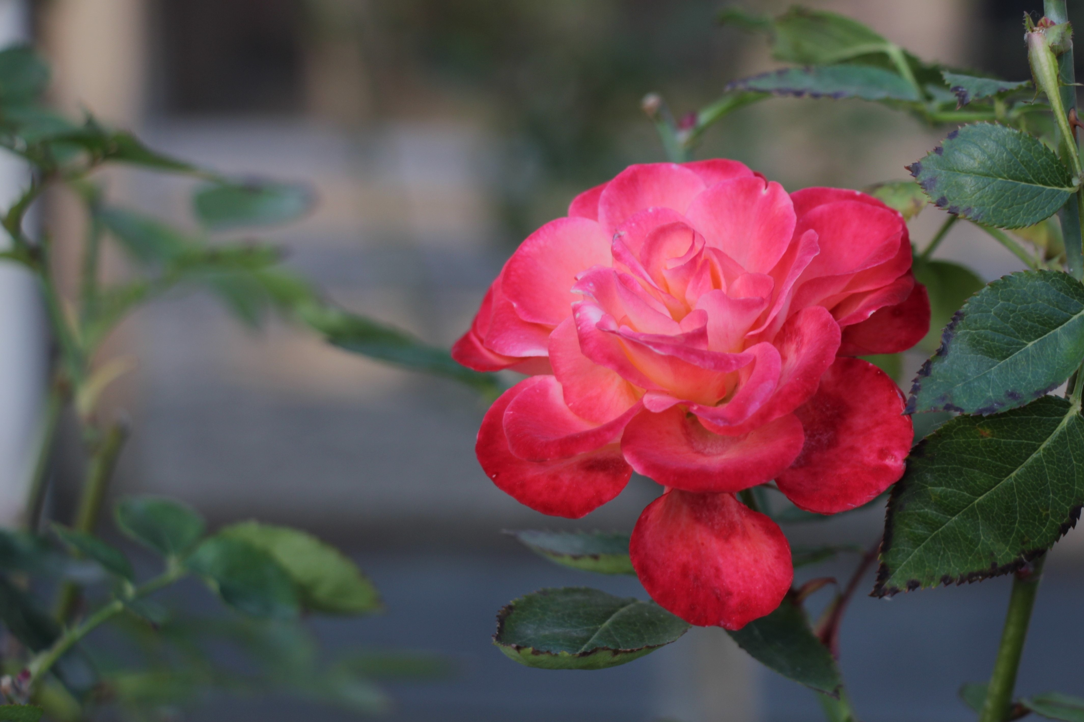 Wonderful Rose in Garden free image download