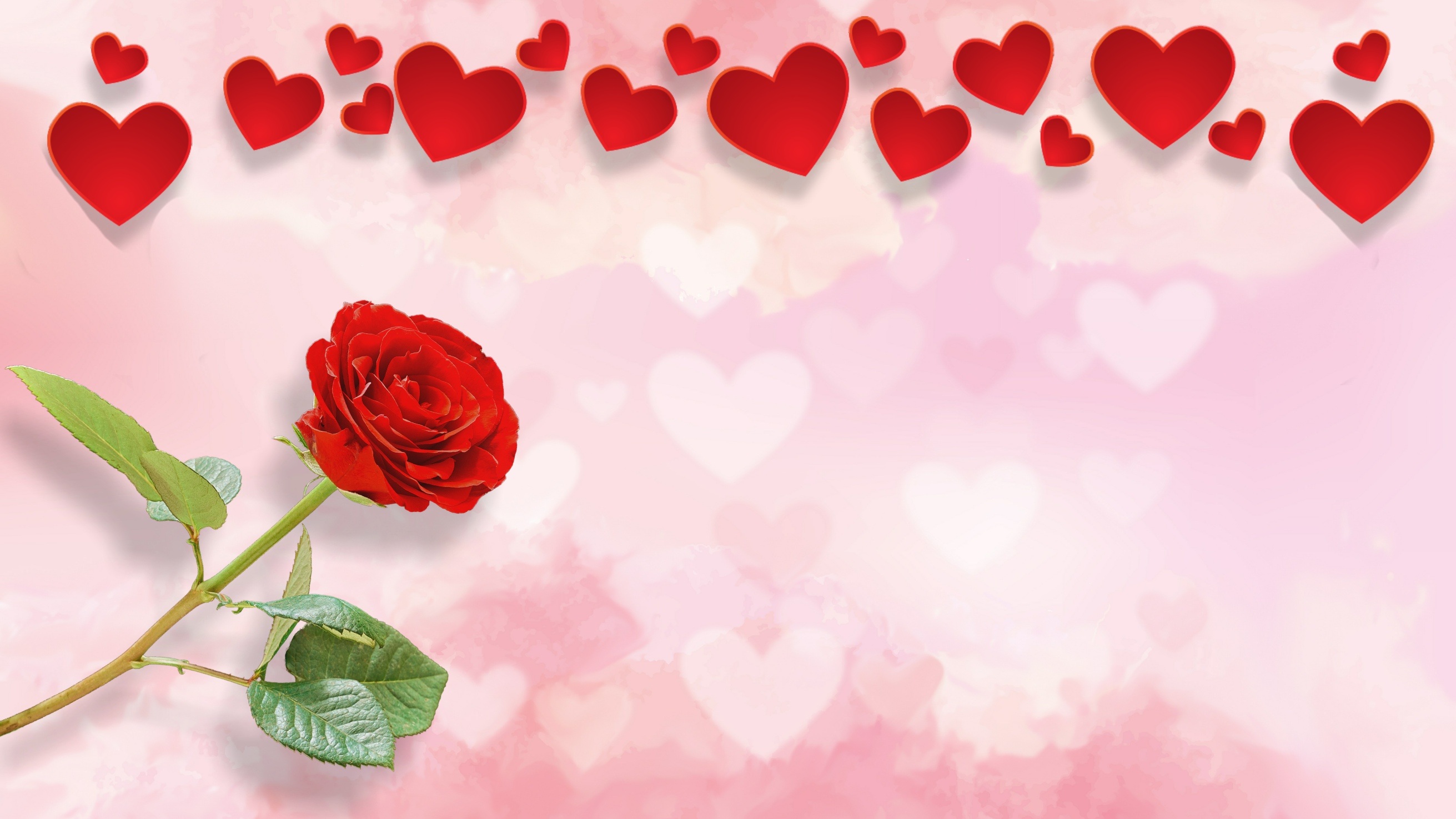 Banner with red hearts and rose for valentine's day free image download