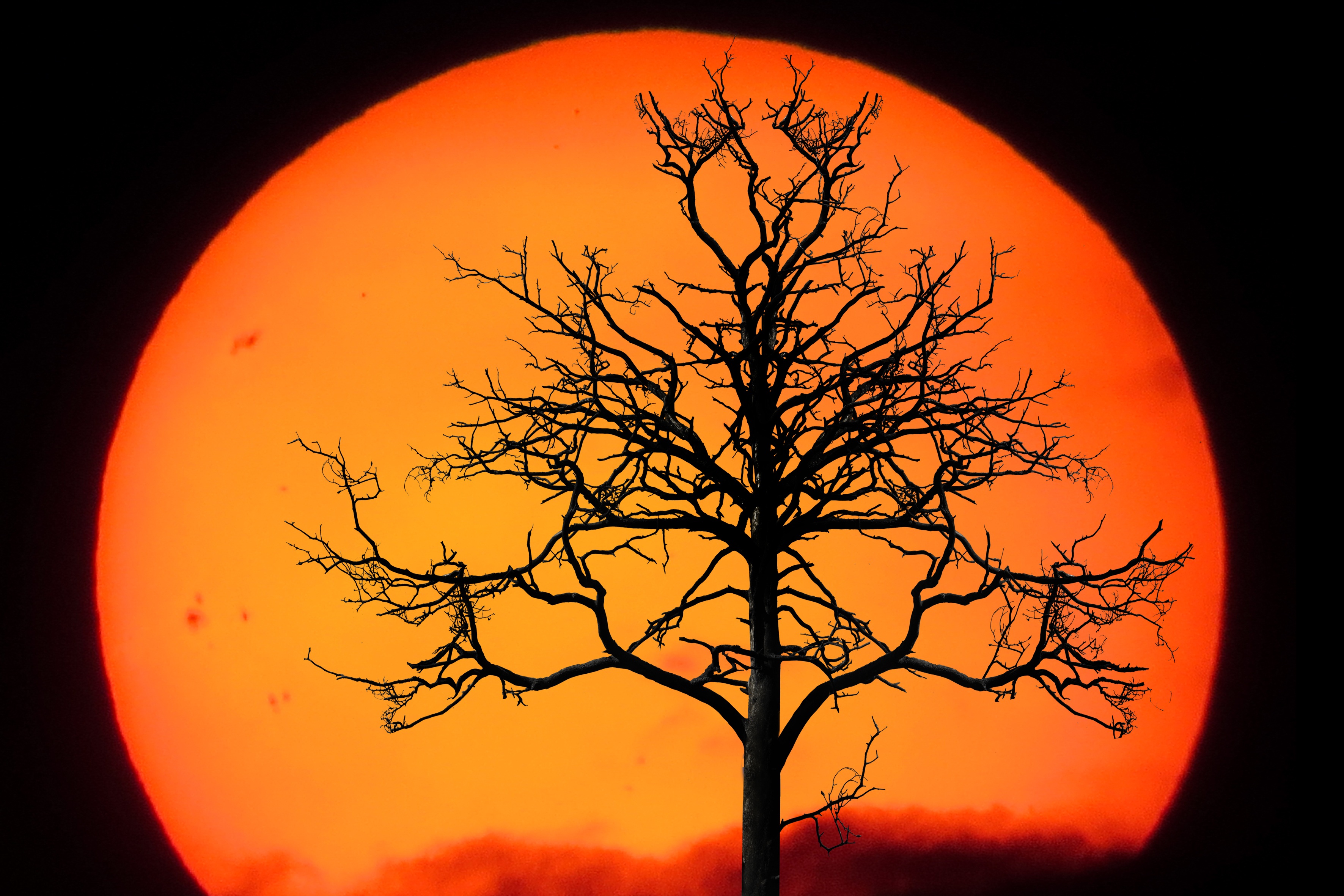 Landscape of red sun and Tree free image download