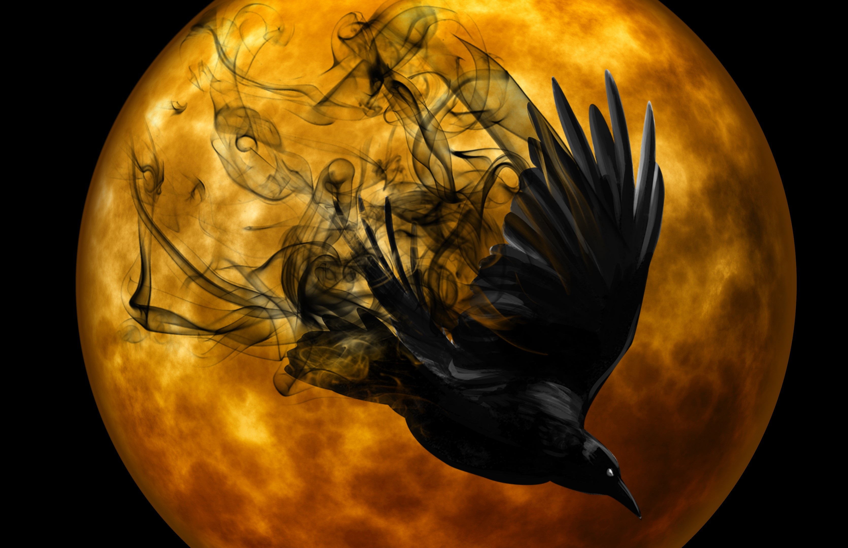 Raven at night free image download