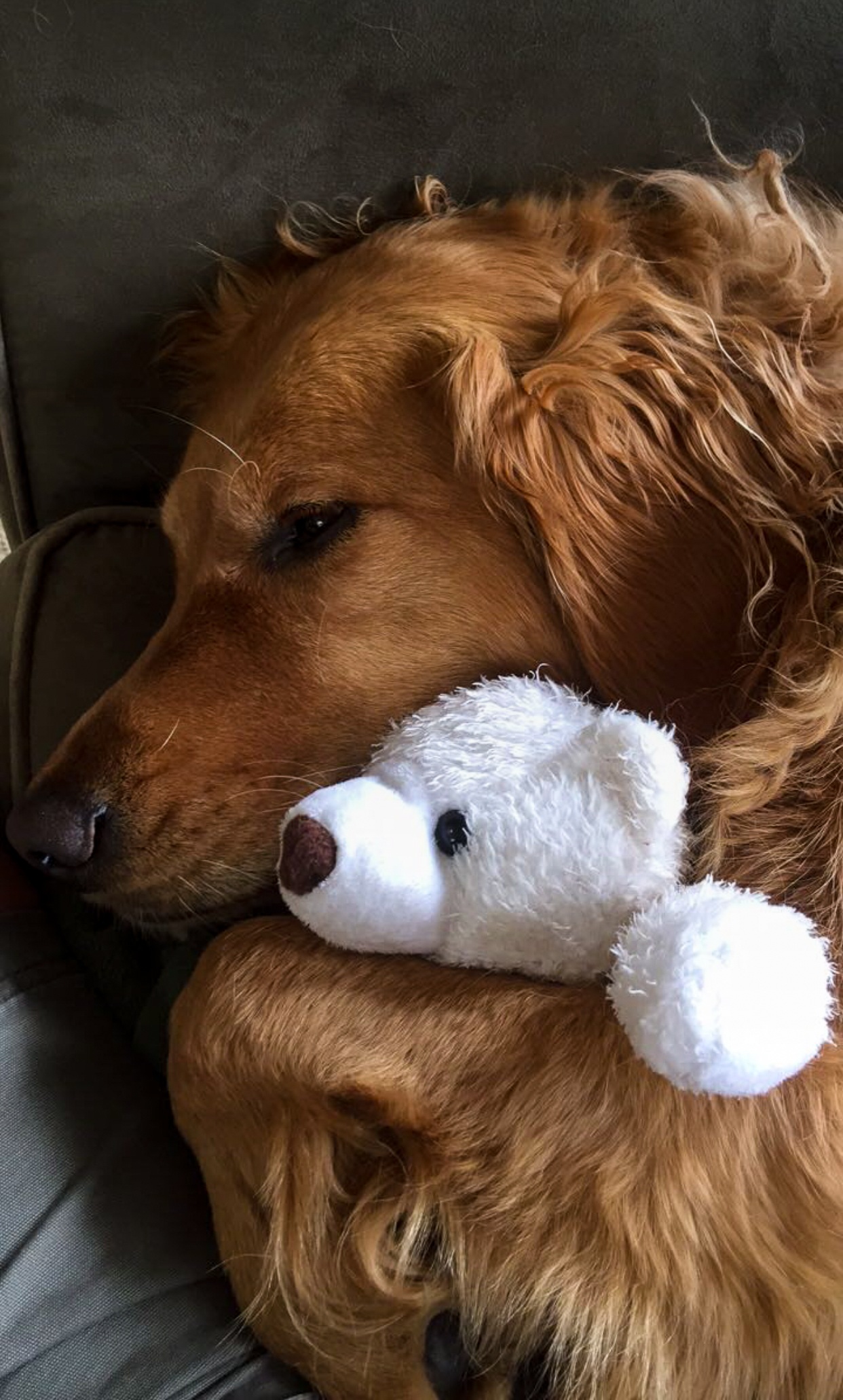 Golden Retriever with teddy free image download