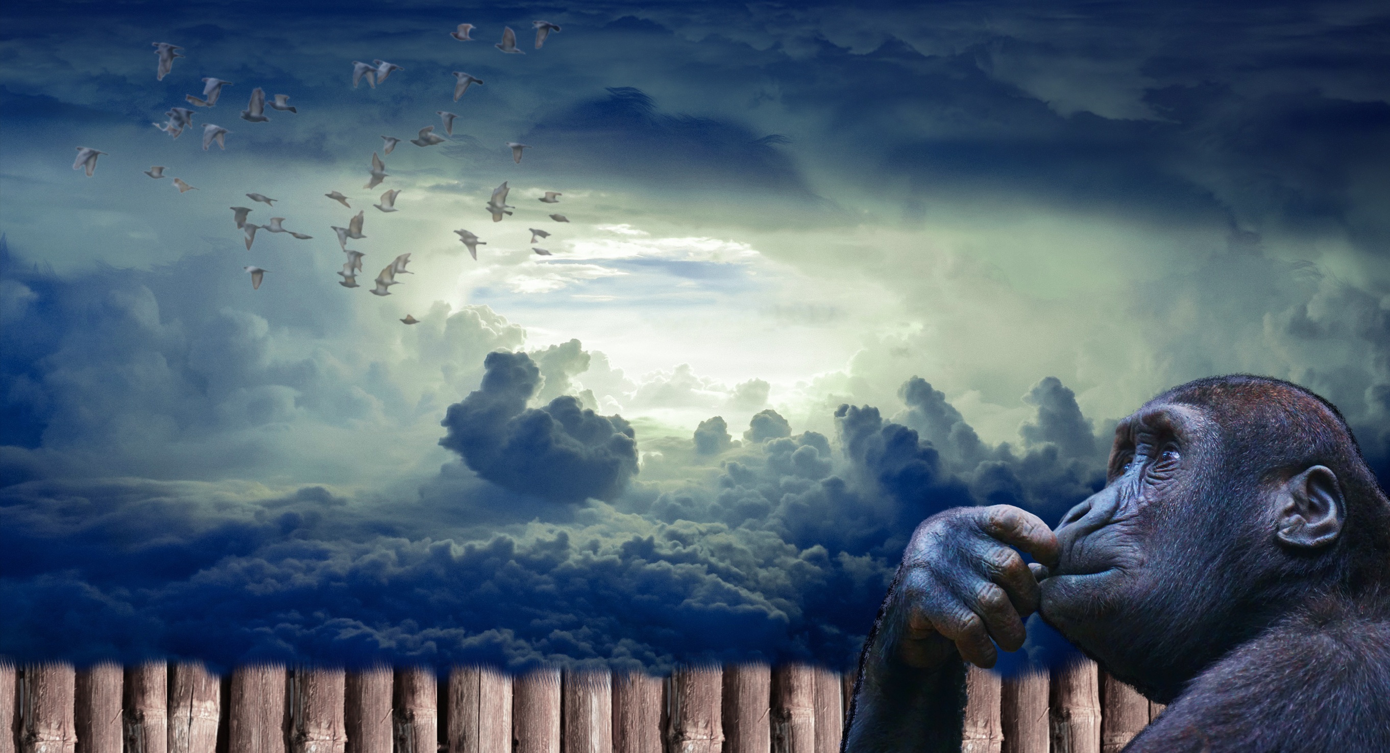 Ape looking aside at dramatic sky, collage free image download