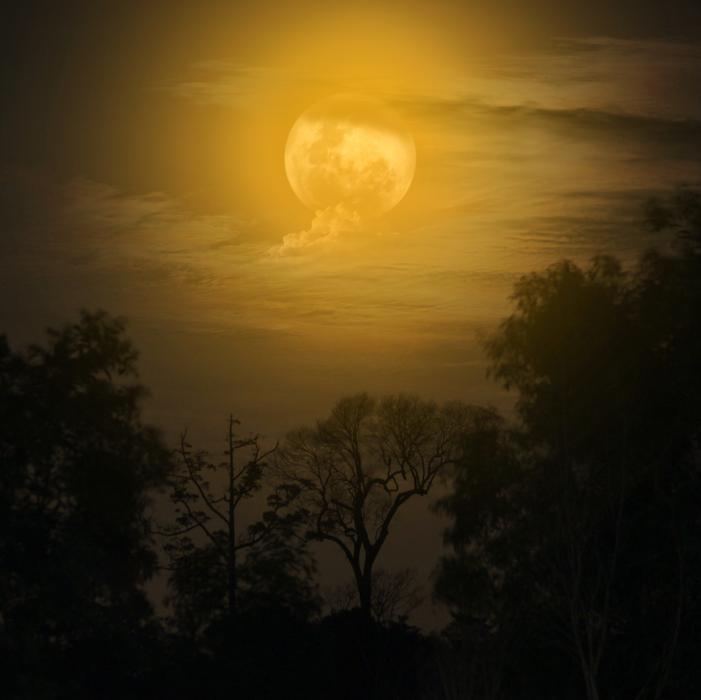 Yellow Moon Night free image download