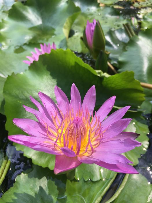 Gentle Pink Flower free image download