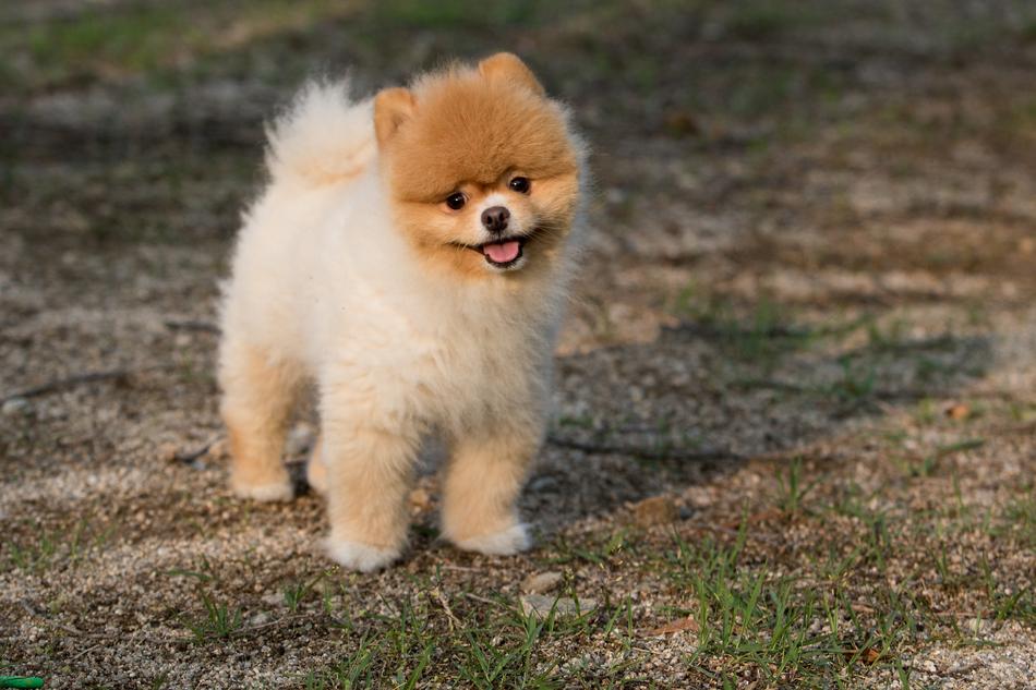 Nice Dog Puppy free image download