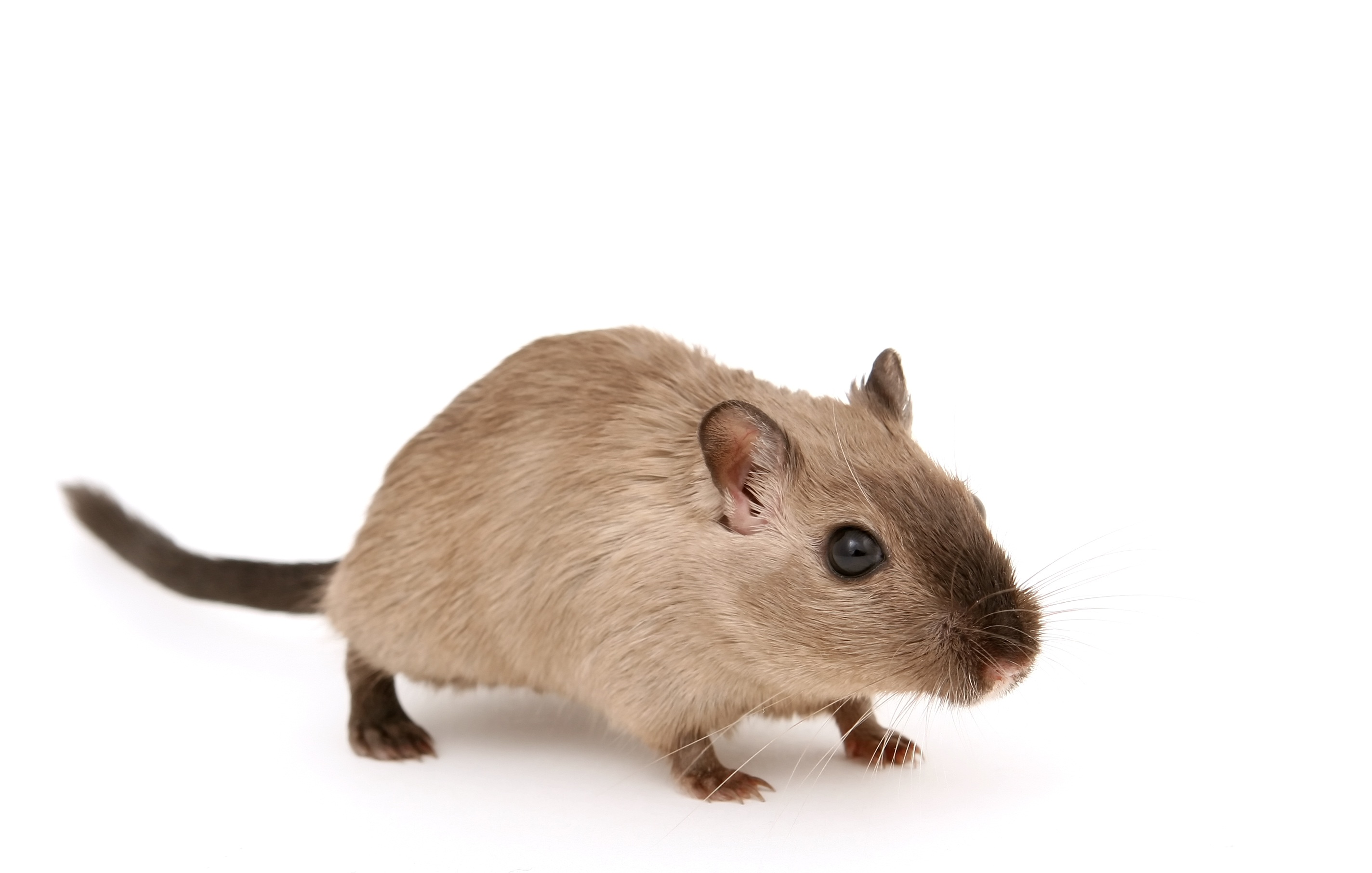 Brown small Animal mice free image download