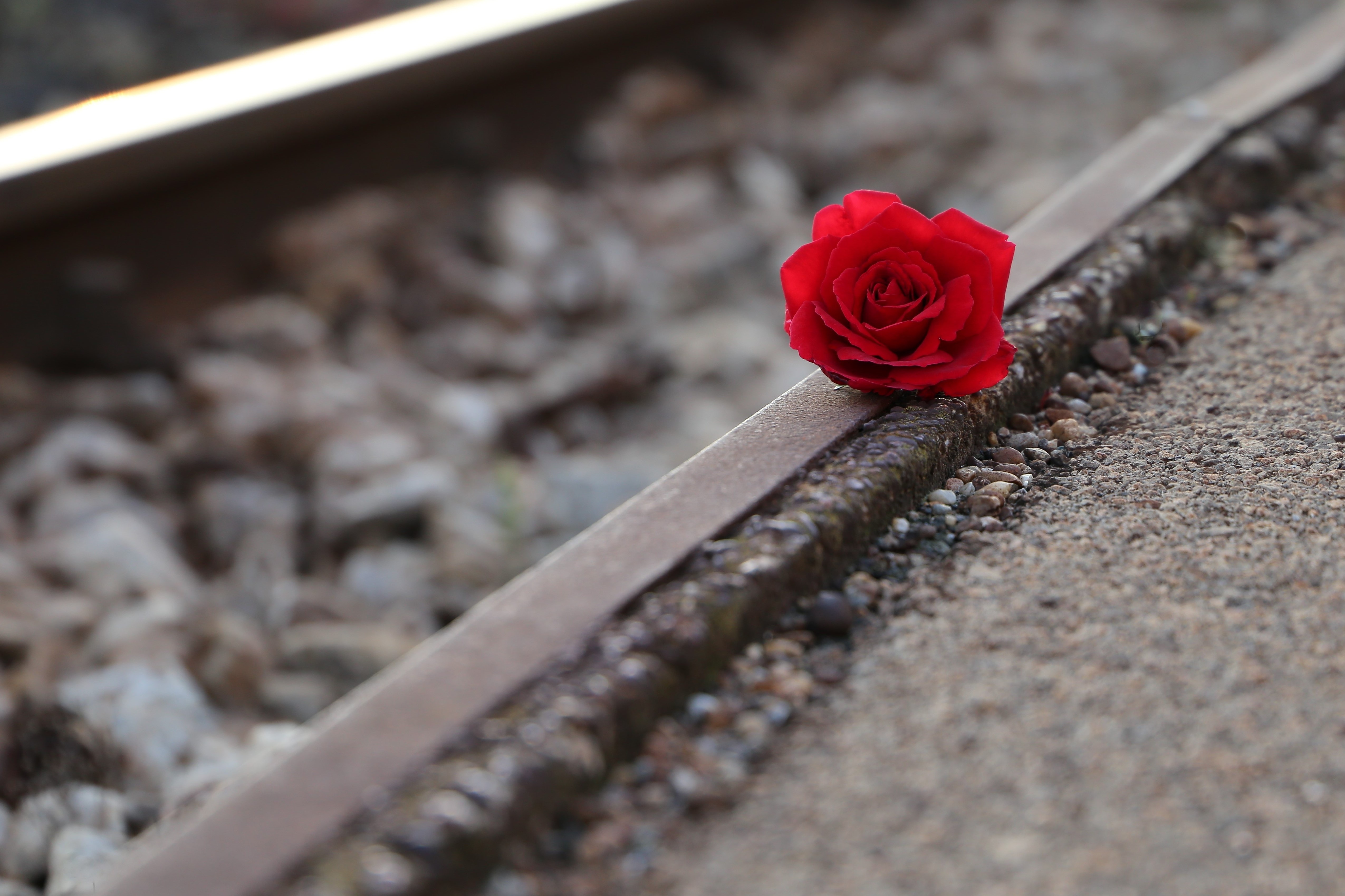 Red rose on railroad tracks free image download