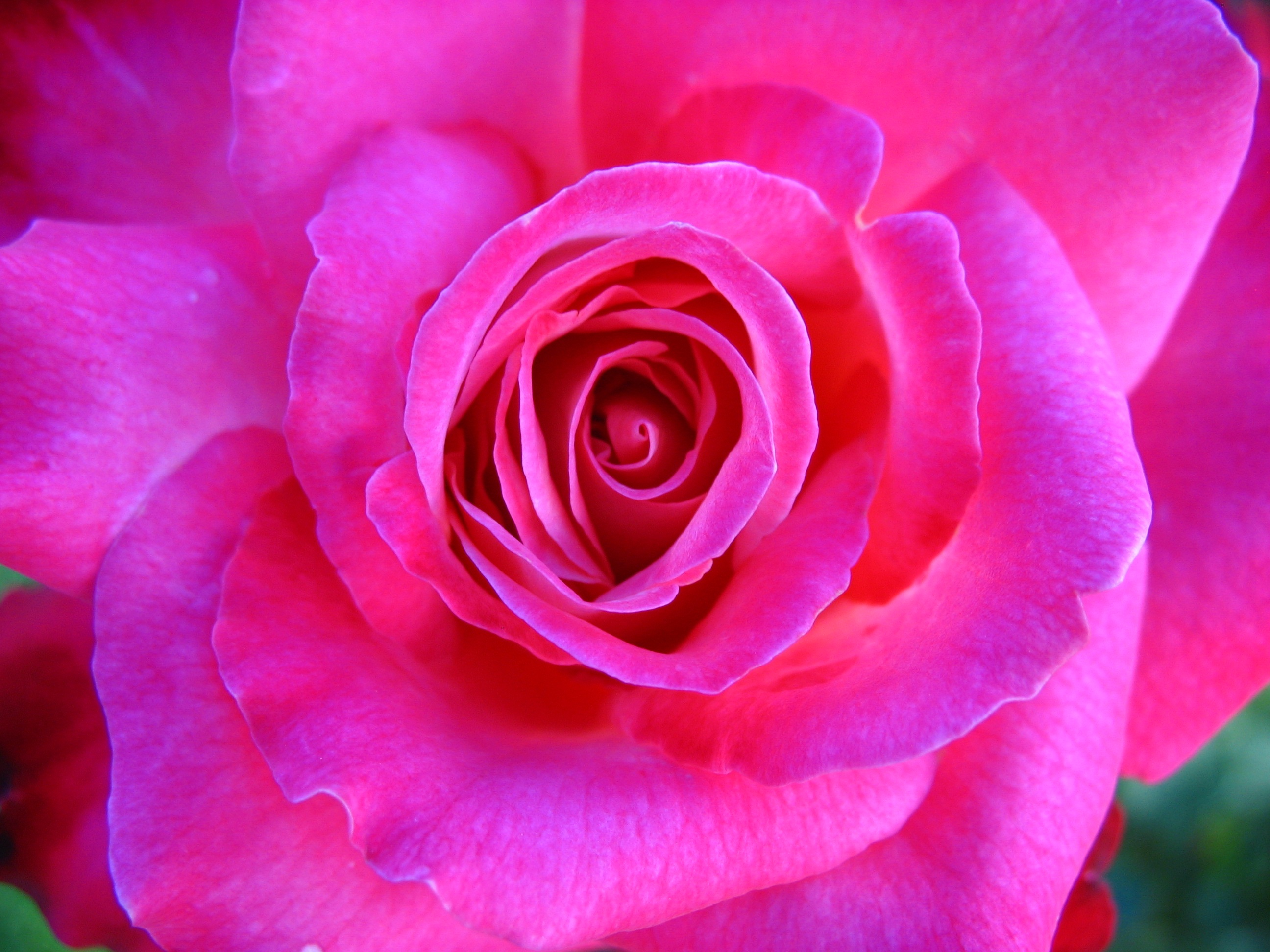 Romantic pink-purple rose, close-up free image download