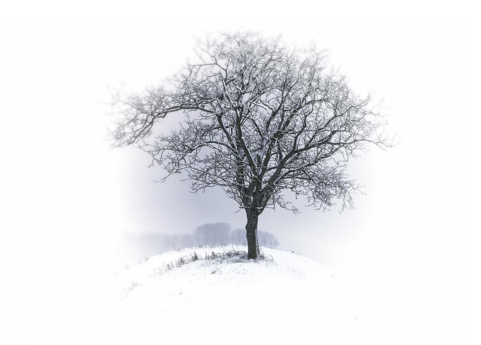 Tree in winter aesthetic free image download