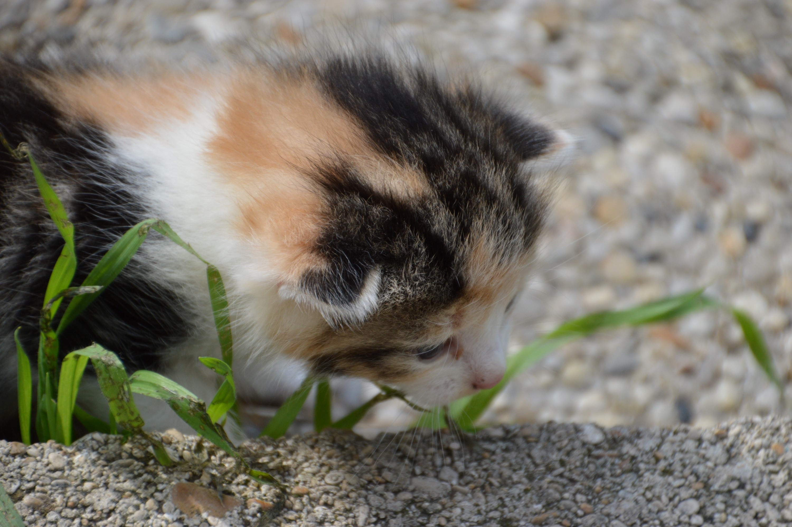 Kitten Sniff Feel free image download