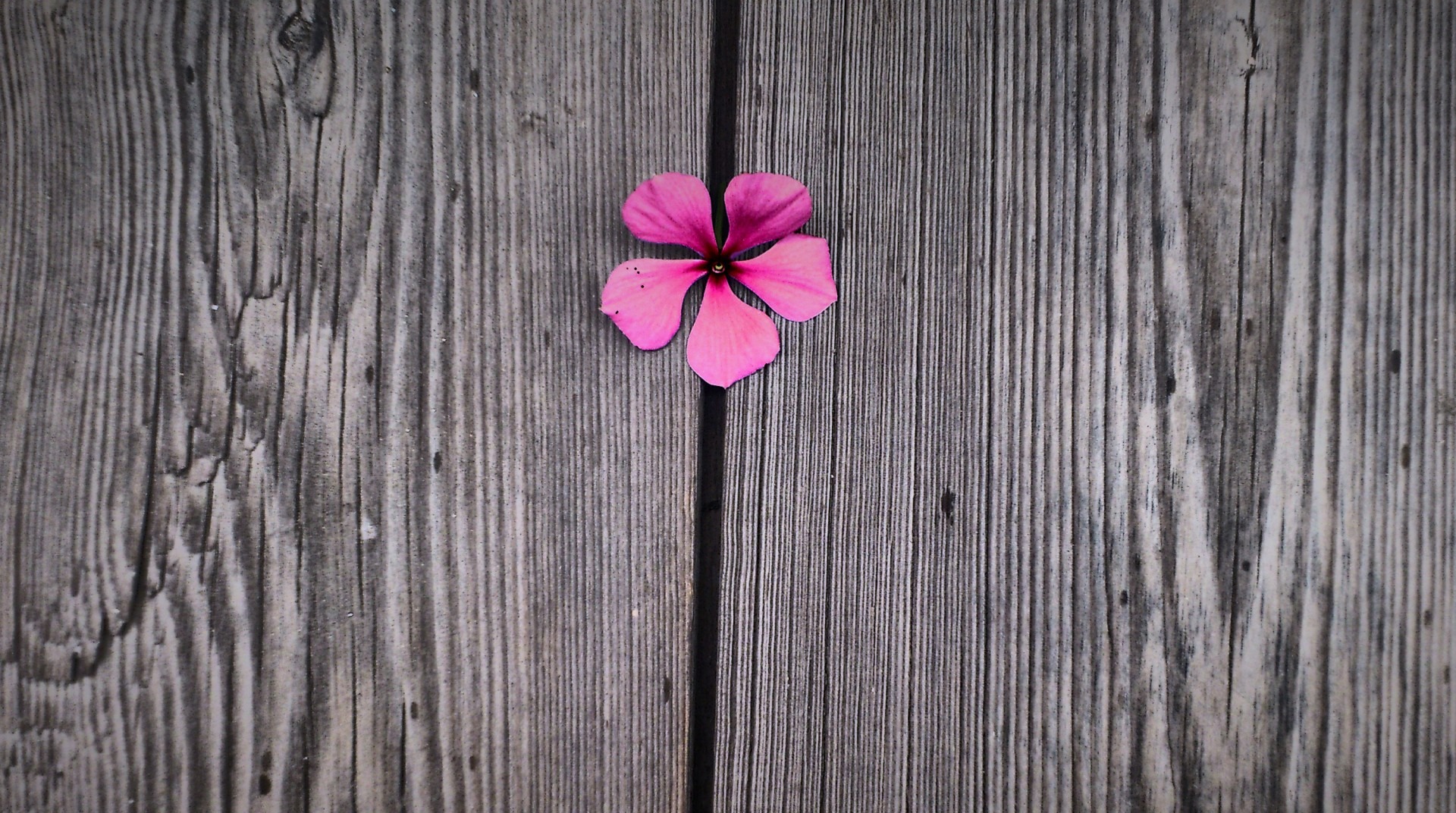 Flower Color Beautiful free image download