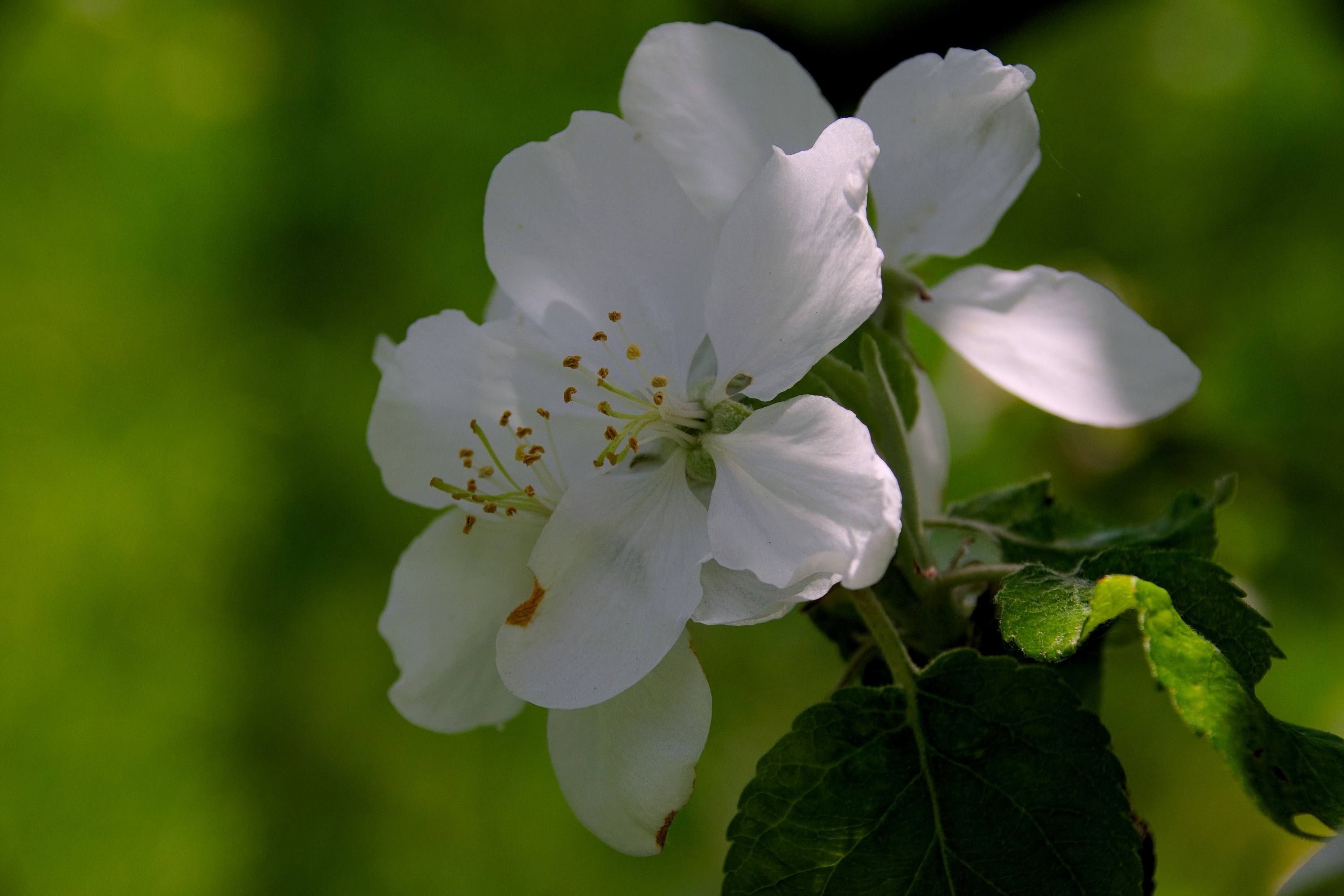 Apple Trees Flower blooming free image download