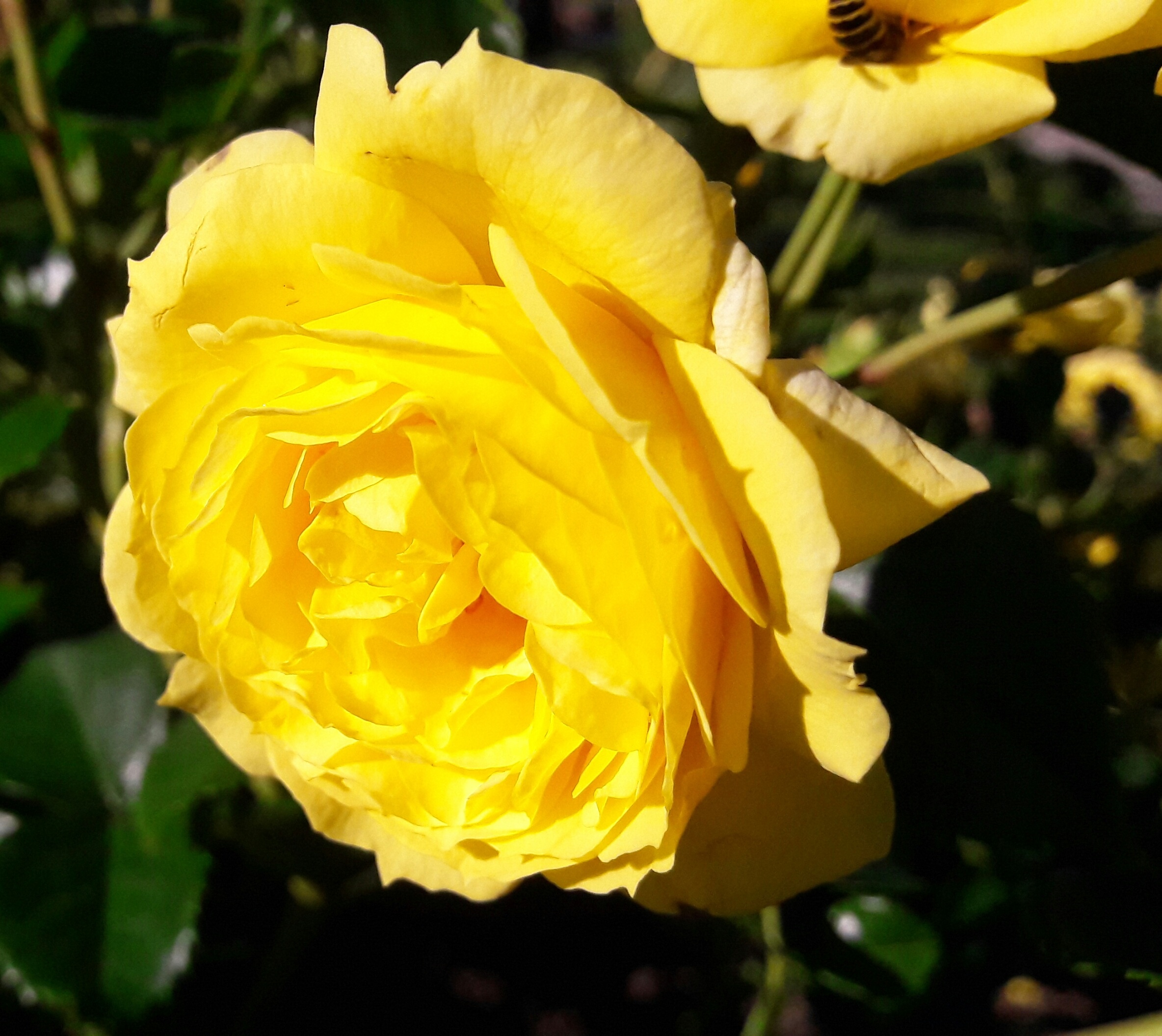 Plant Flower Ros free image download