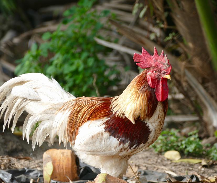 Poultry Hen Bird free image download