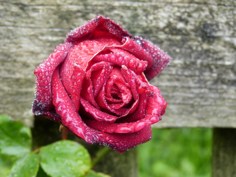 Pink Rainy Rose free image download