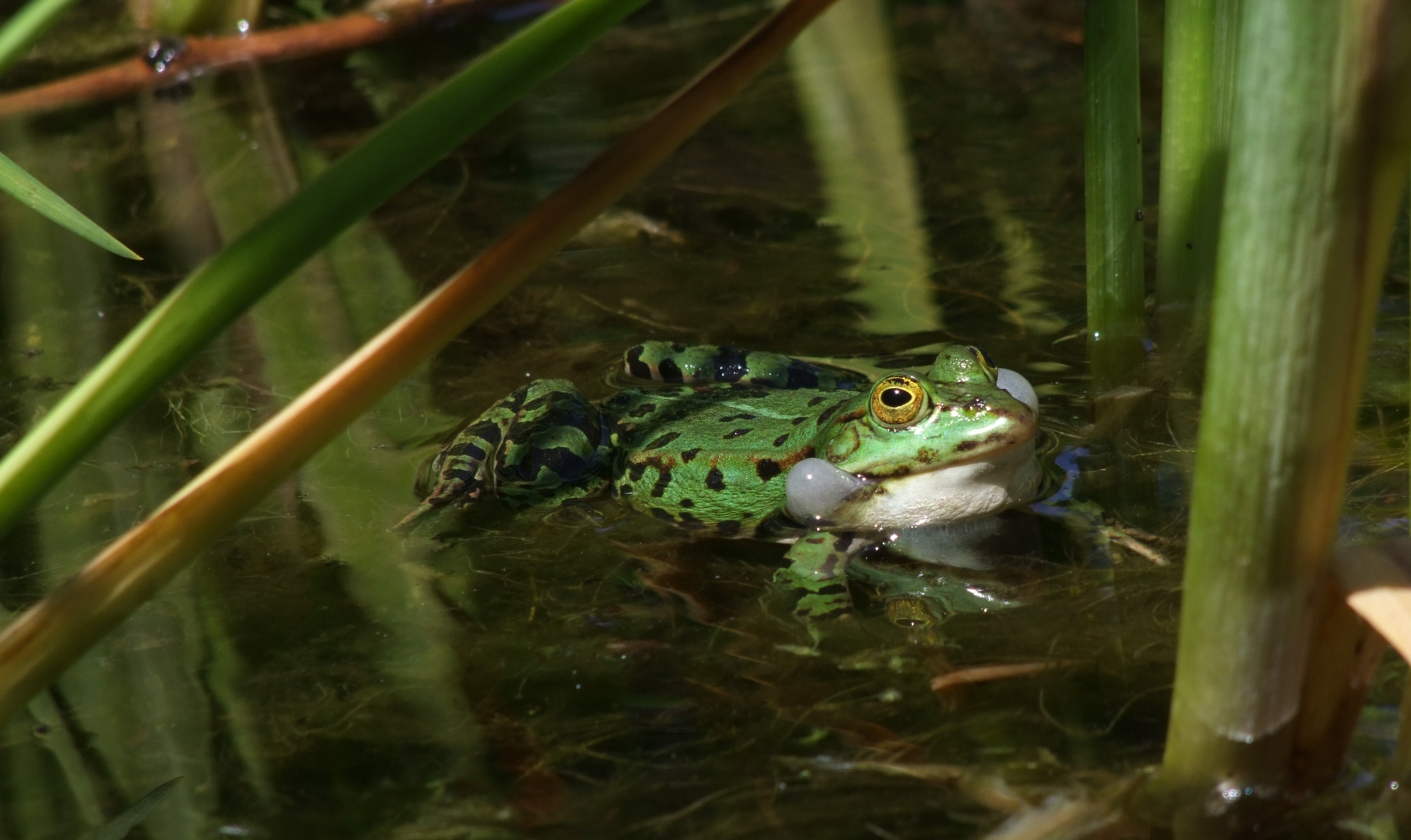 Tree Frog water macro free image download