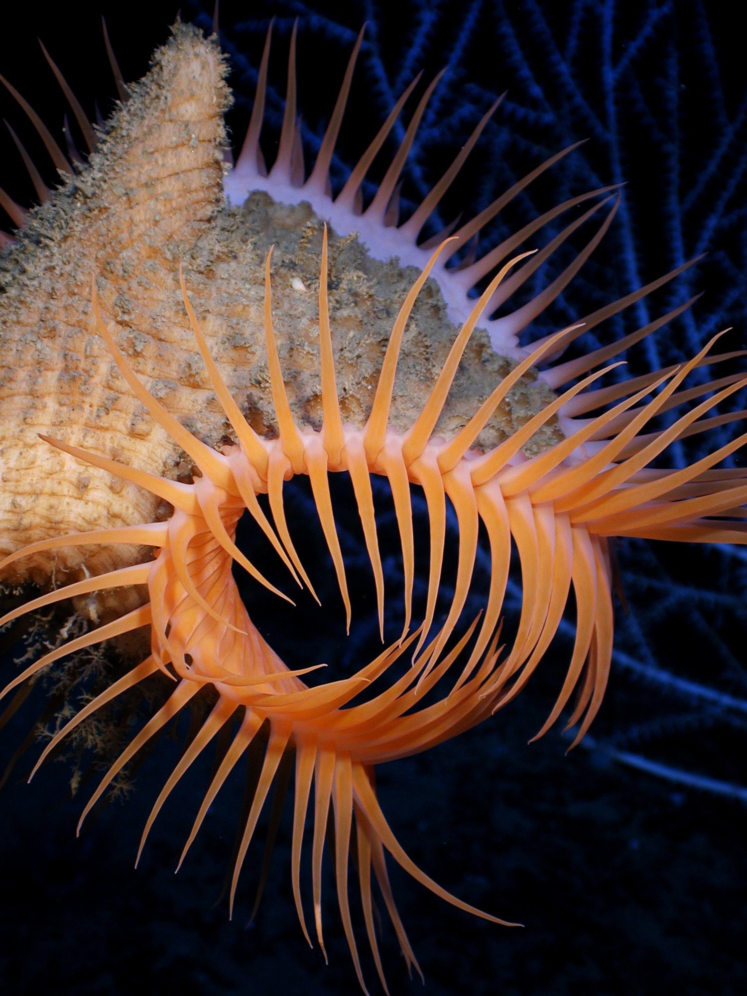 Venus Flytrap sea Anemone, Beautiful underwater creature free image ...