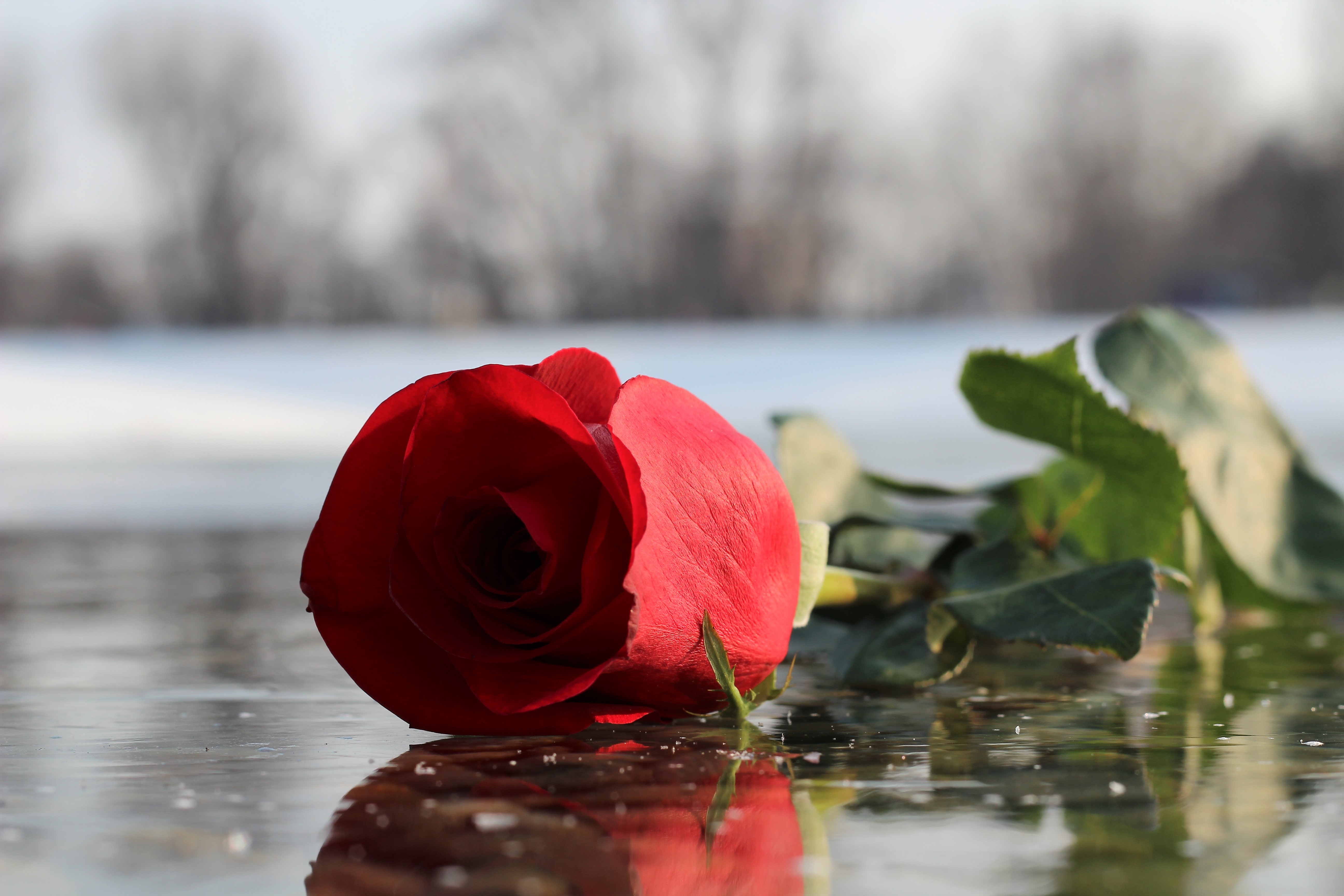 Closeup view of Red Rose On Ice Frozen Lake free image download