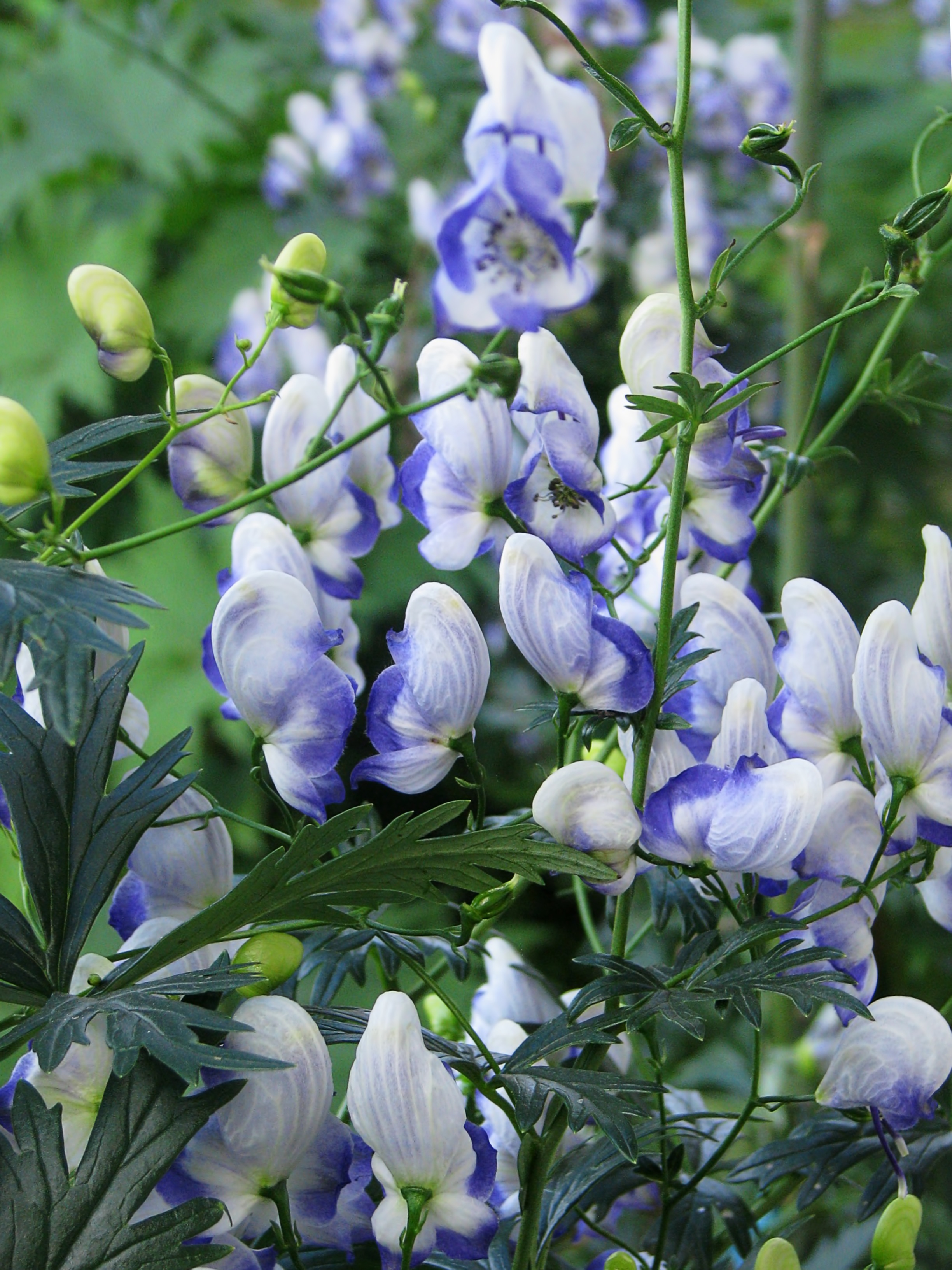 Blue And White Aconite Flowers free image download