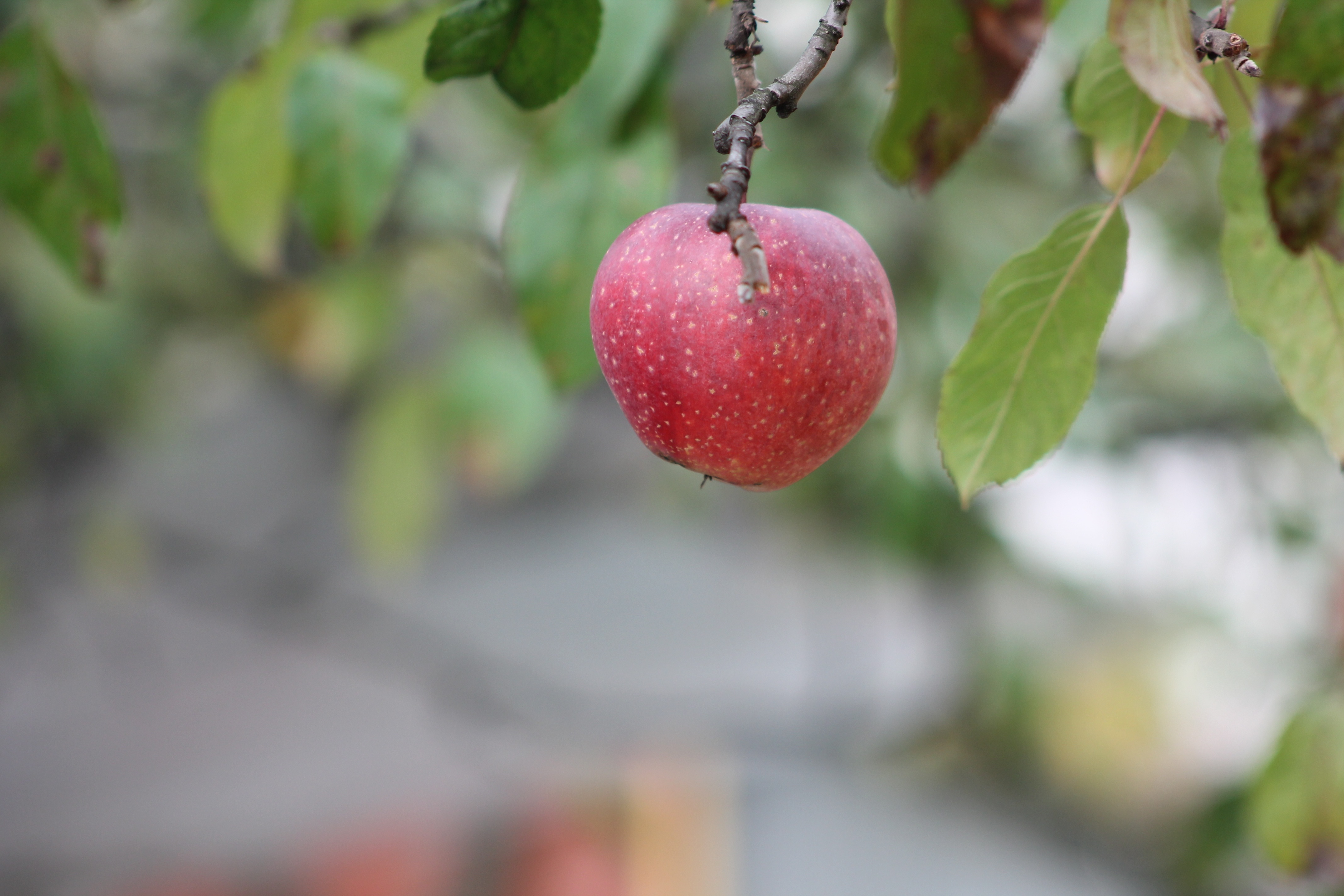 Apple fruit growing free image download