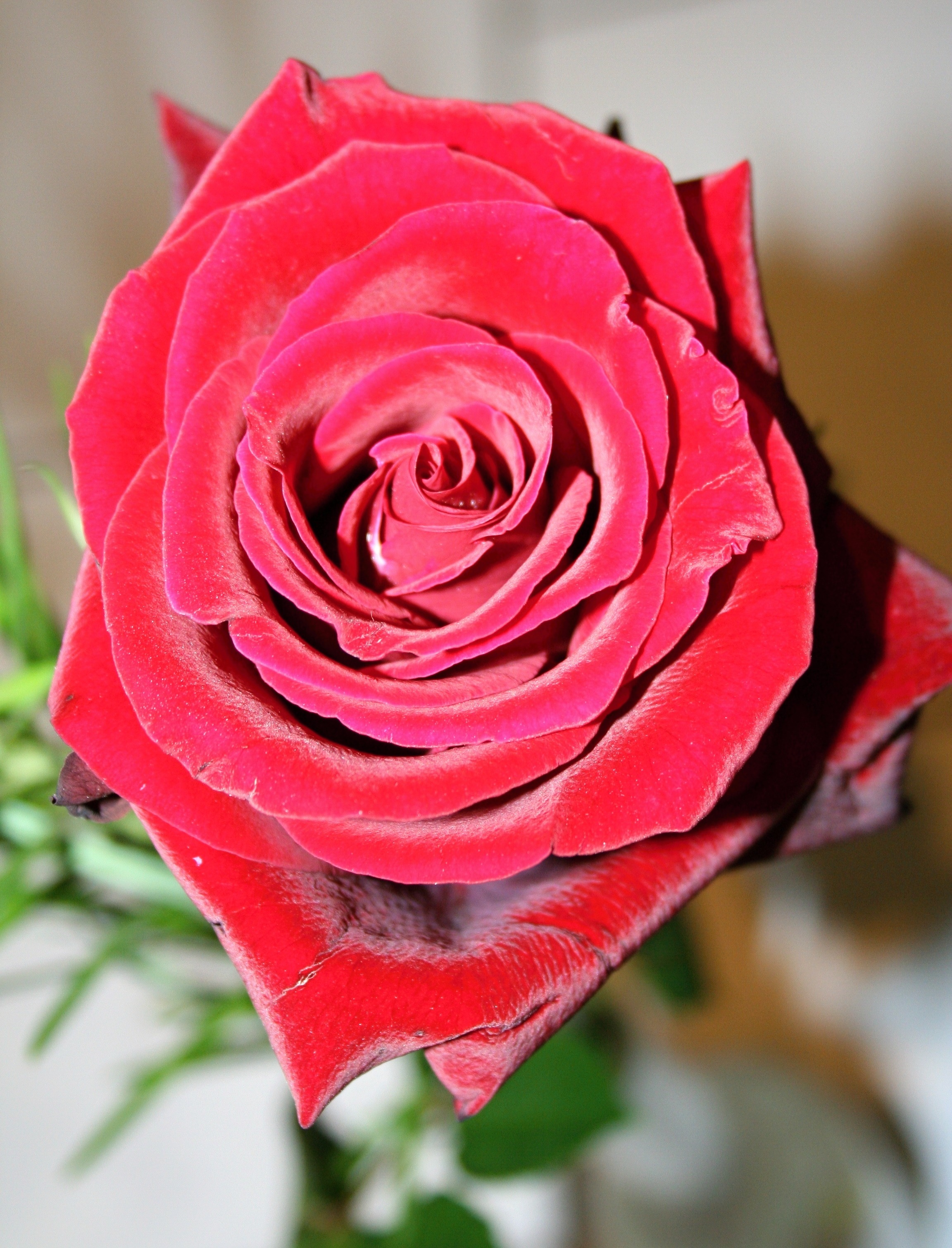 Bright red rose free image download