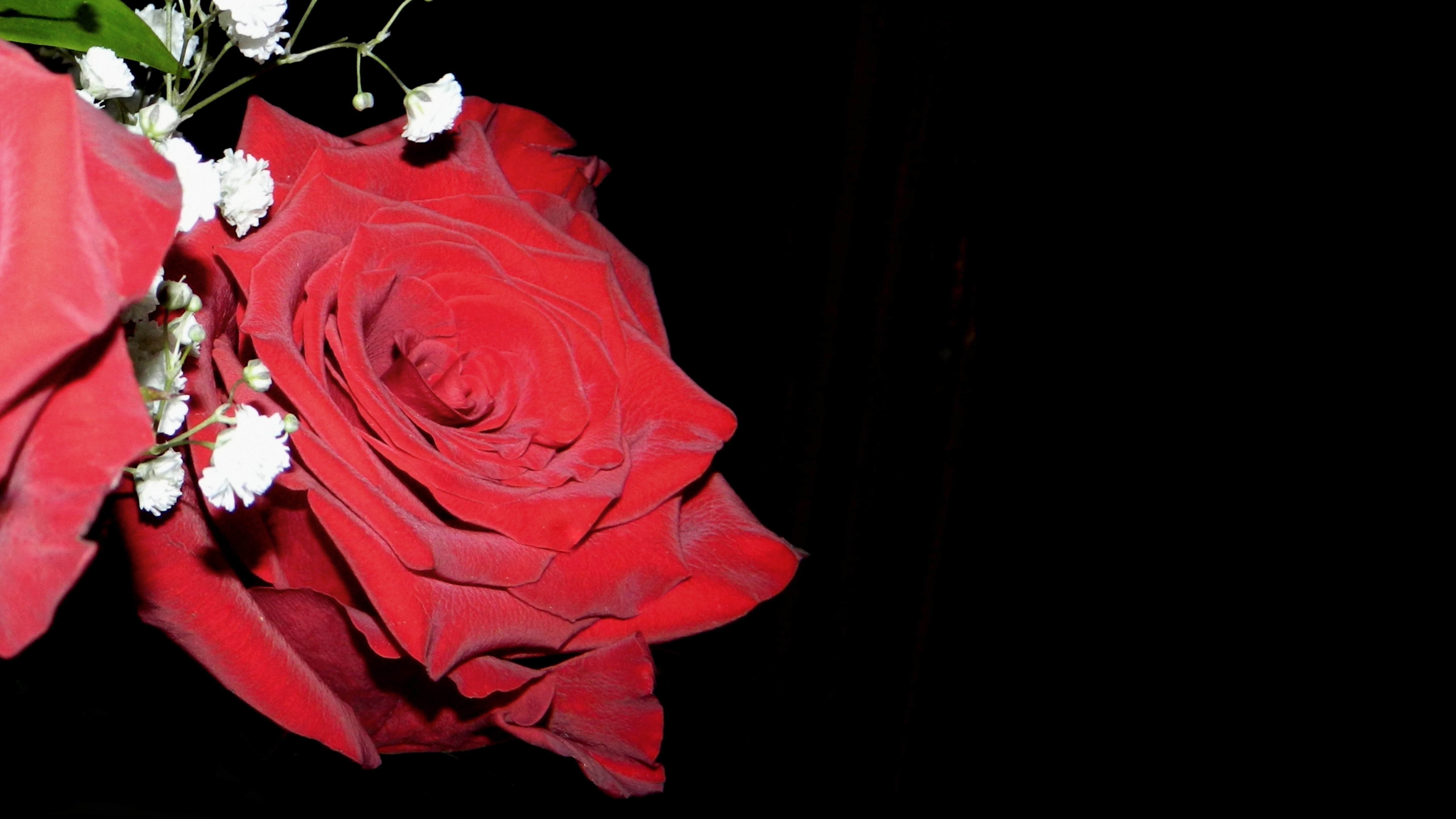 Rose Flower free image download
