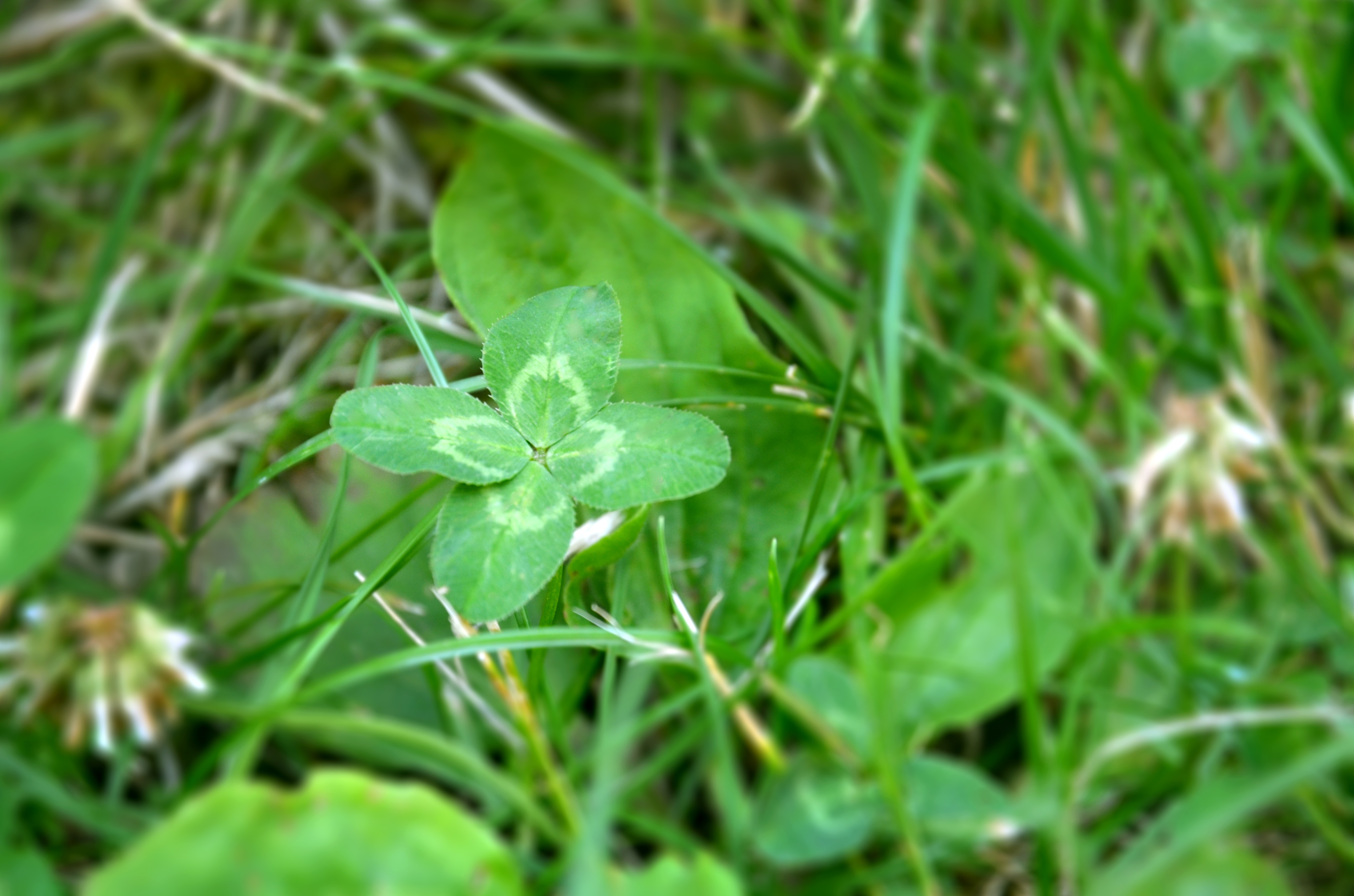 Lucky clover petal free image download
