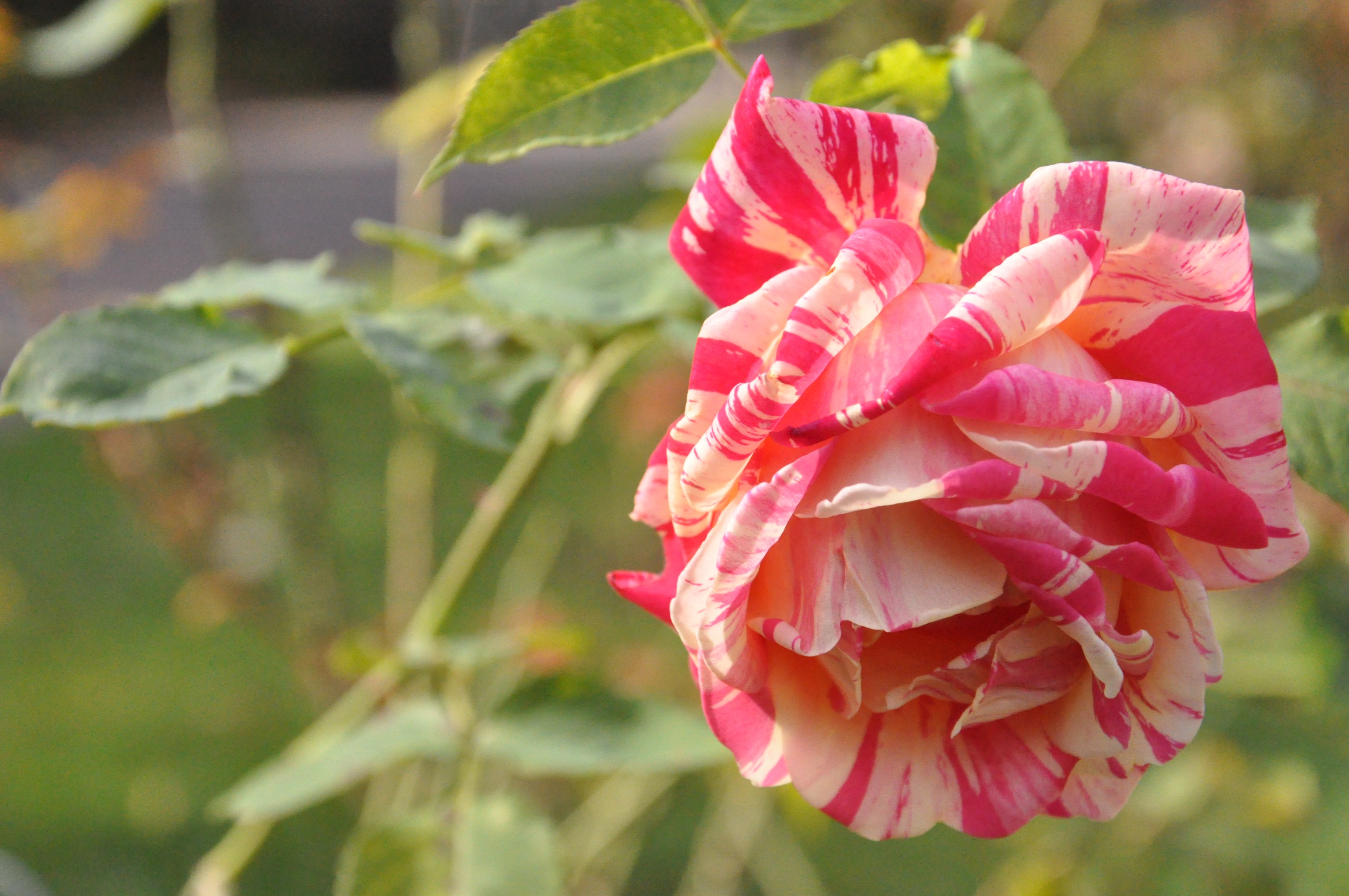 Colorful flower bud in the garden free image download