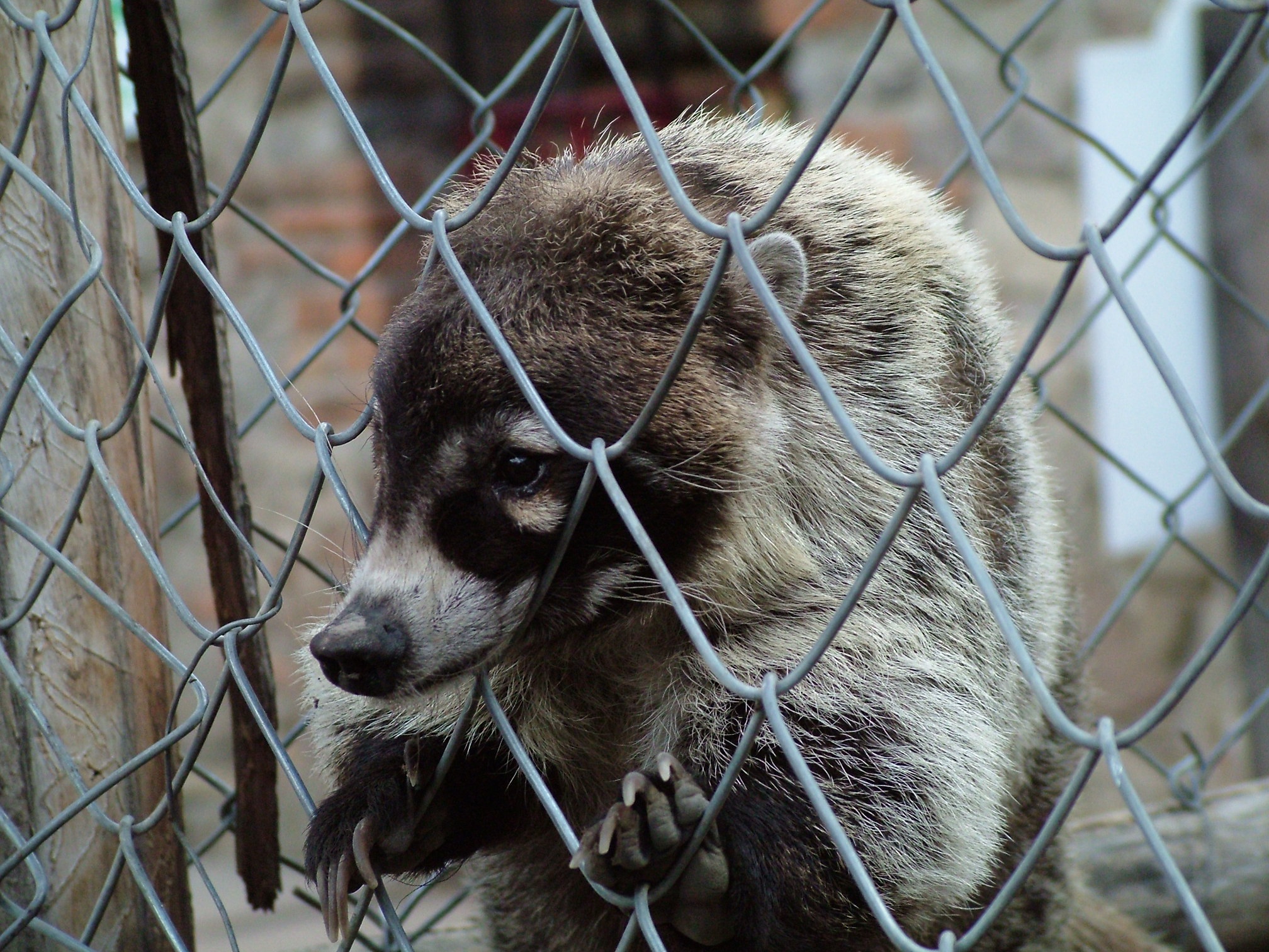 Animals Prison Captivity free image download