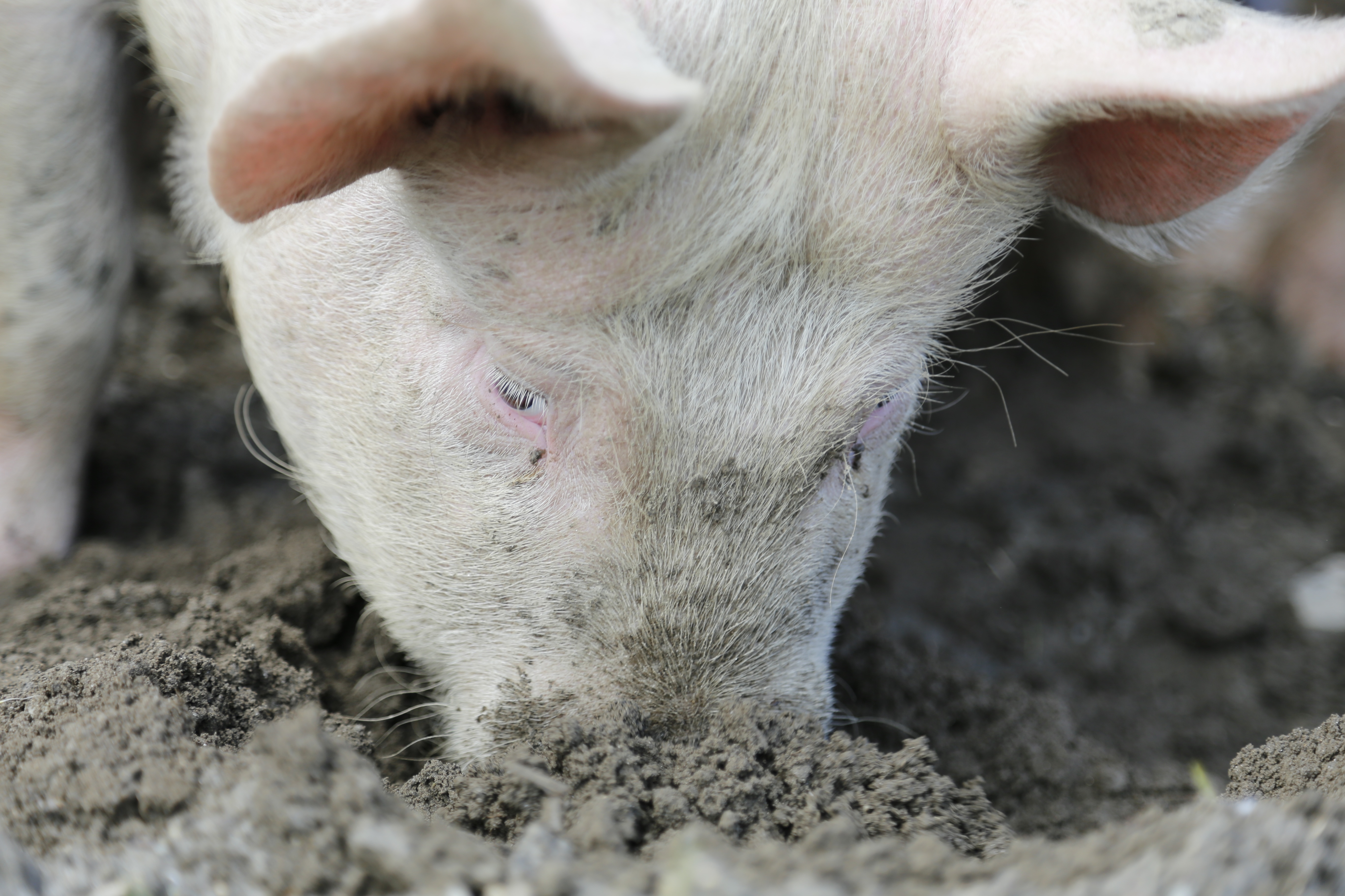 Pig Sow Domestic free image download