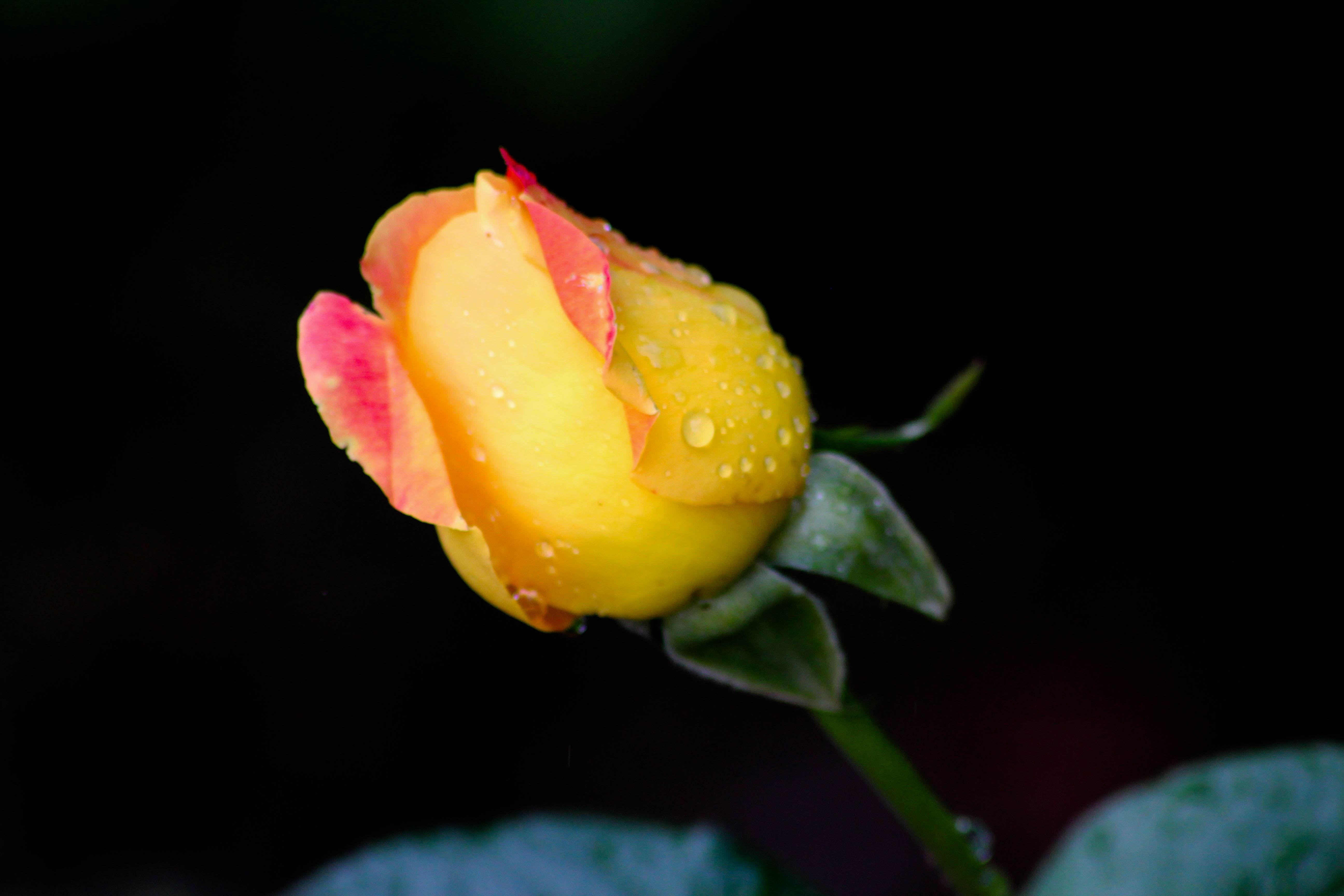 Rosebud Rain Rose free image download