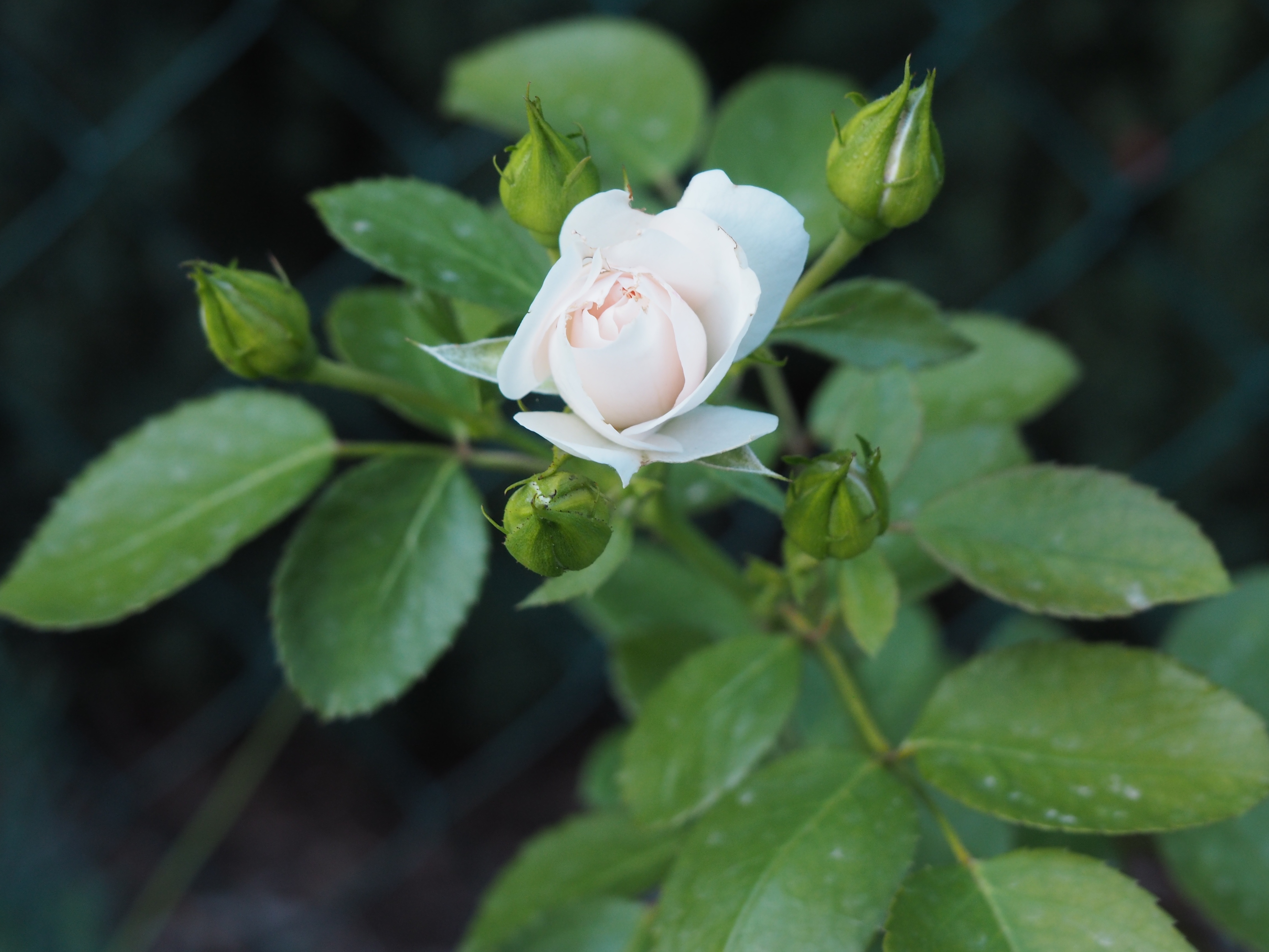 Rose Background Mourning free image download
