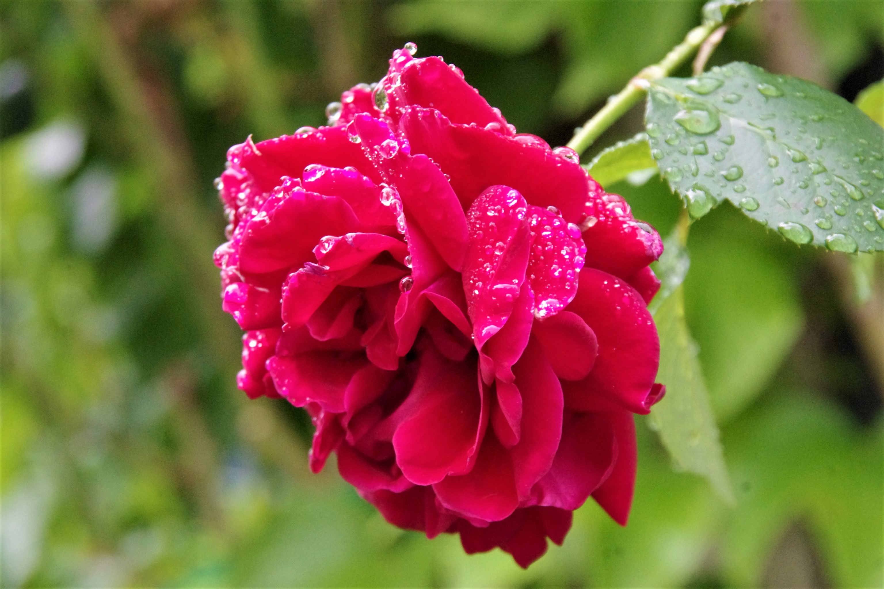 Rain Rose Raindrop free image download
