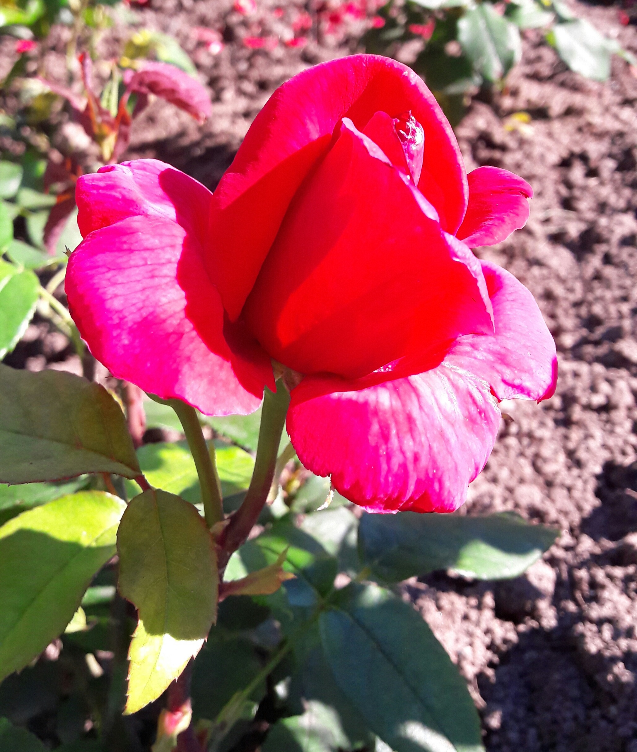 Plant Flower Ros free image download