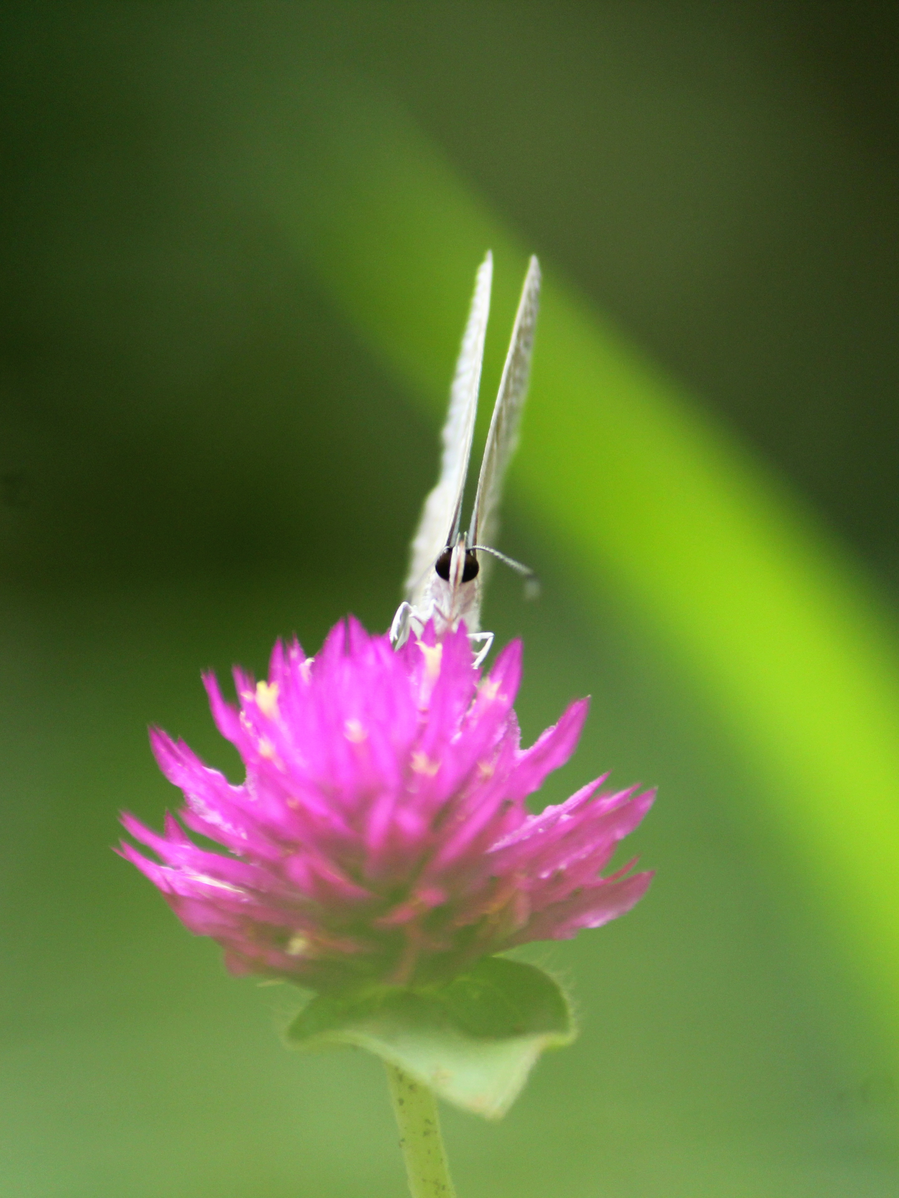 Butterfly Angel Blues free image download