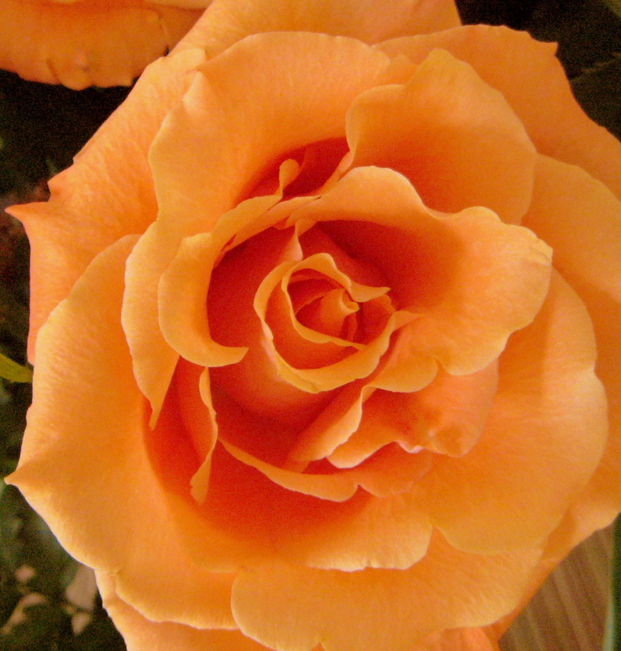 Macro photography of an orange rose free image download