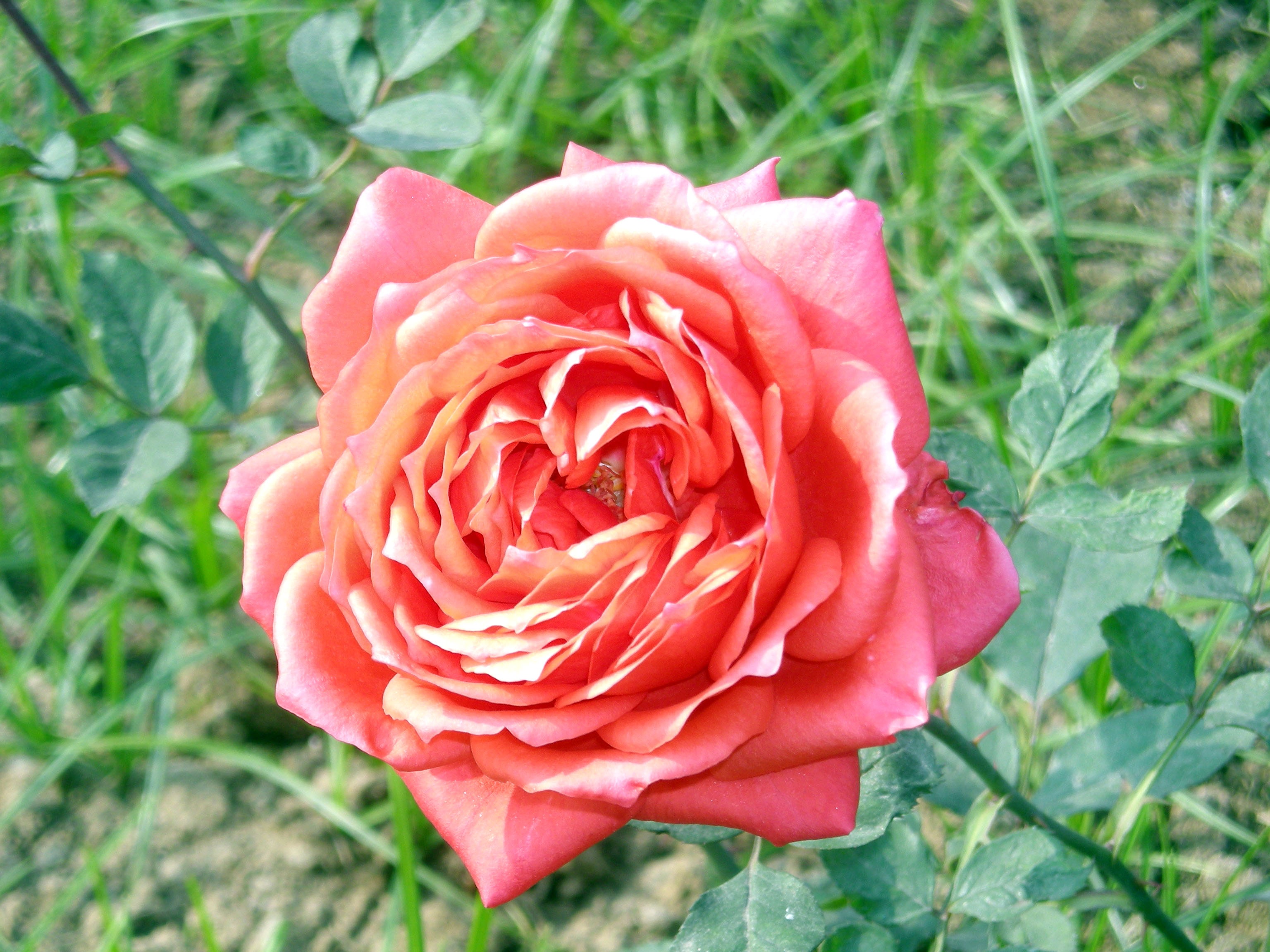 Rose Flower Nature free image download