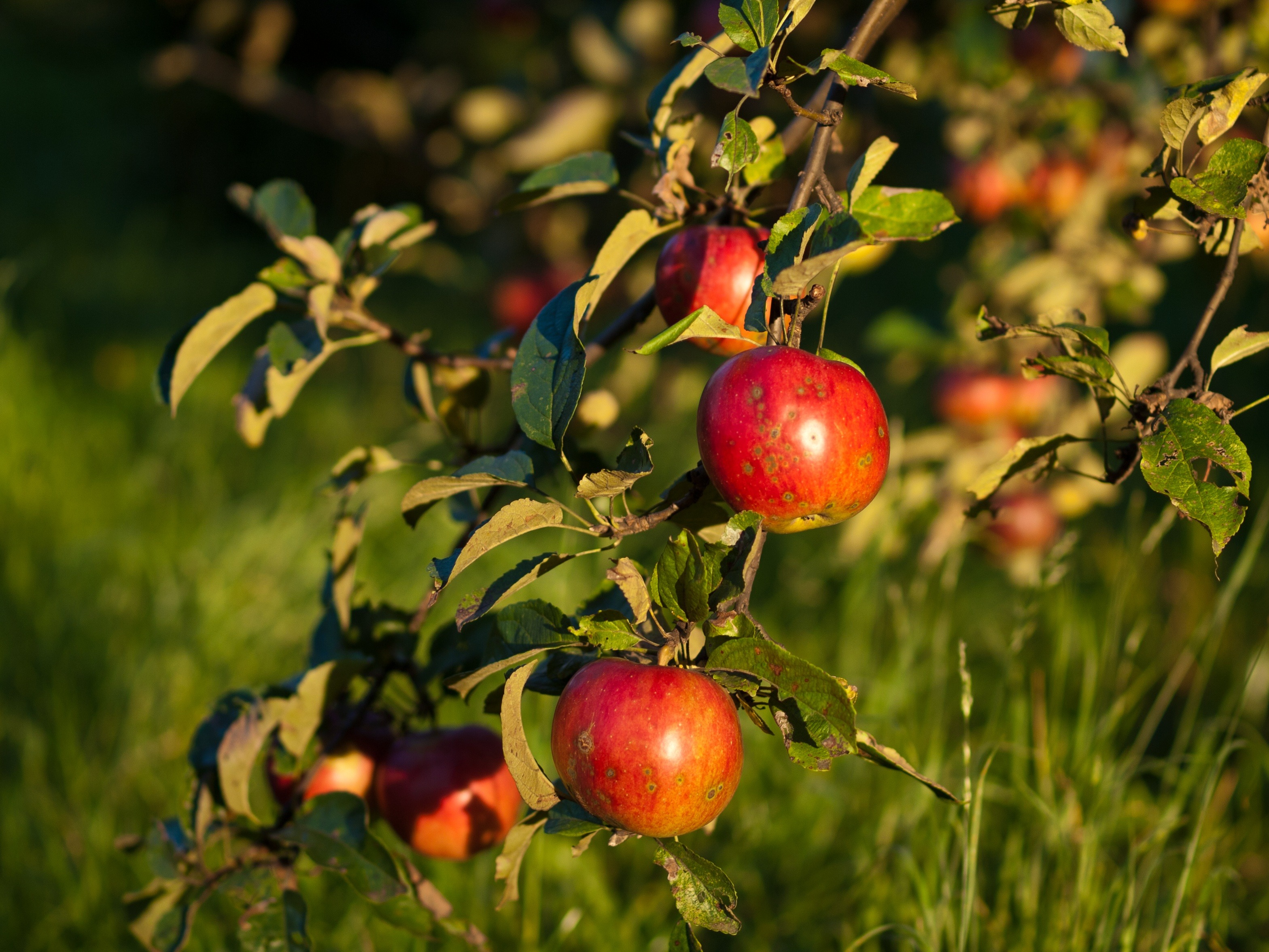 Apples Fruit Red Eating free image download