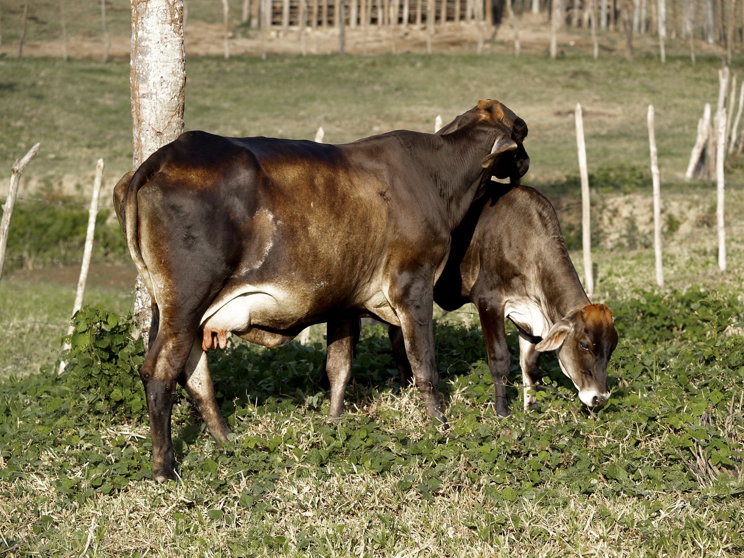 Cute cows in a meadow green landscape free image download