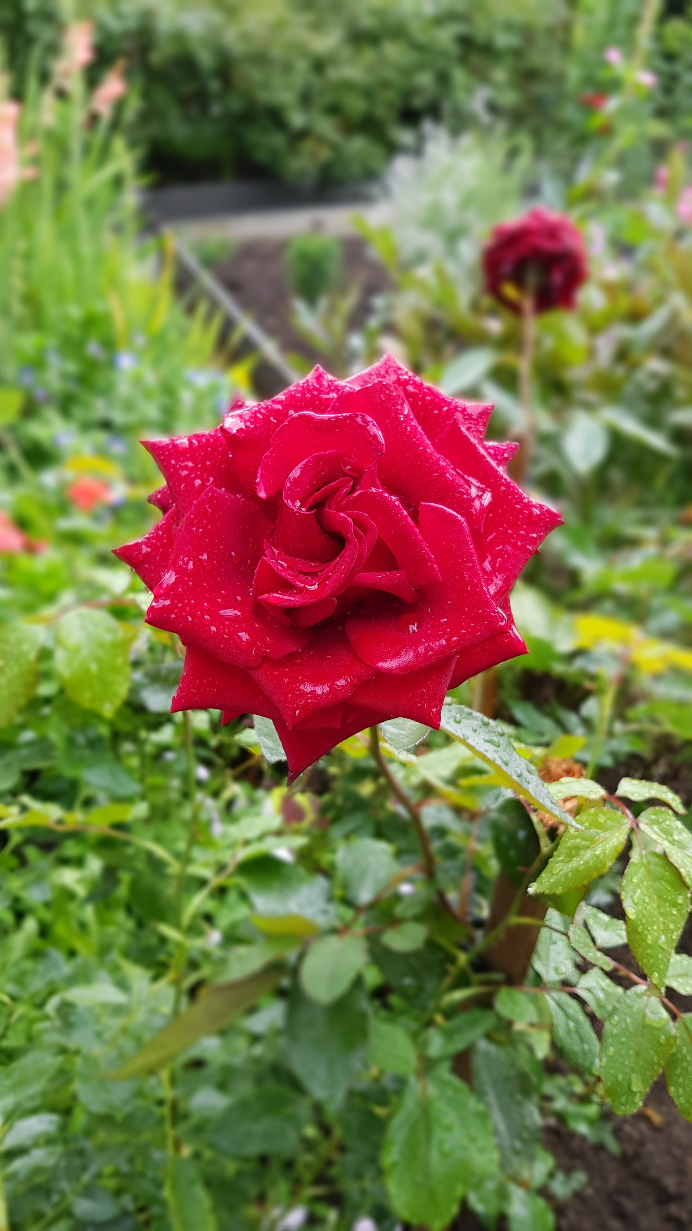 One big rose in the garden free image download