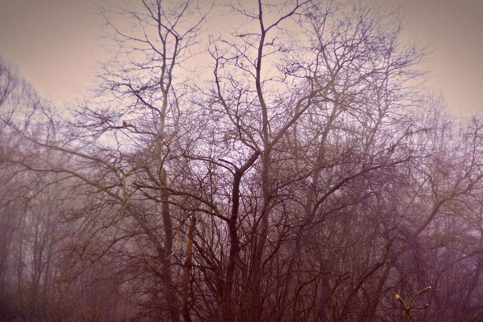 Dark Sad Trees free image download