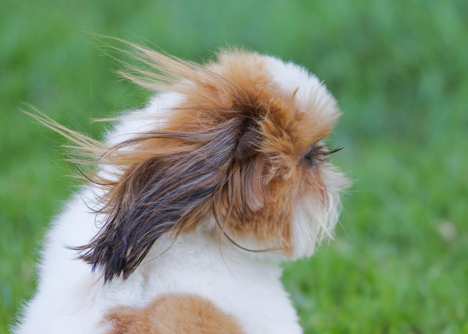 Eyelashes Dog Puppy free image download