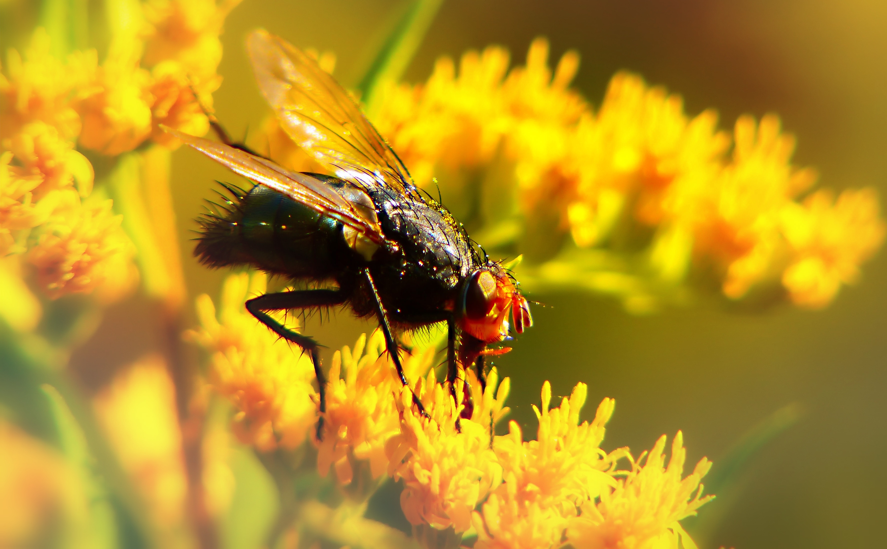 Fly on a yellow fluffy flower in the garden free image download