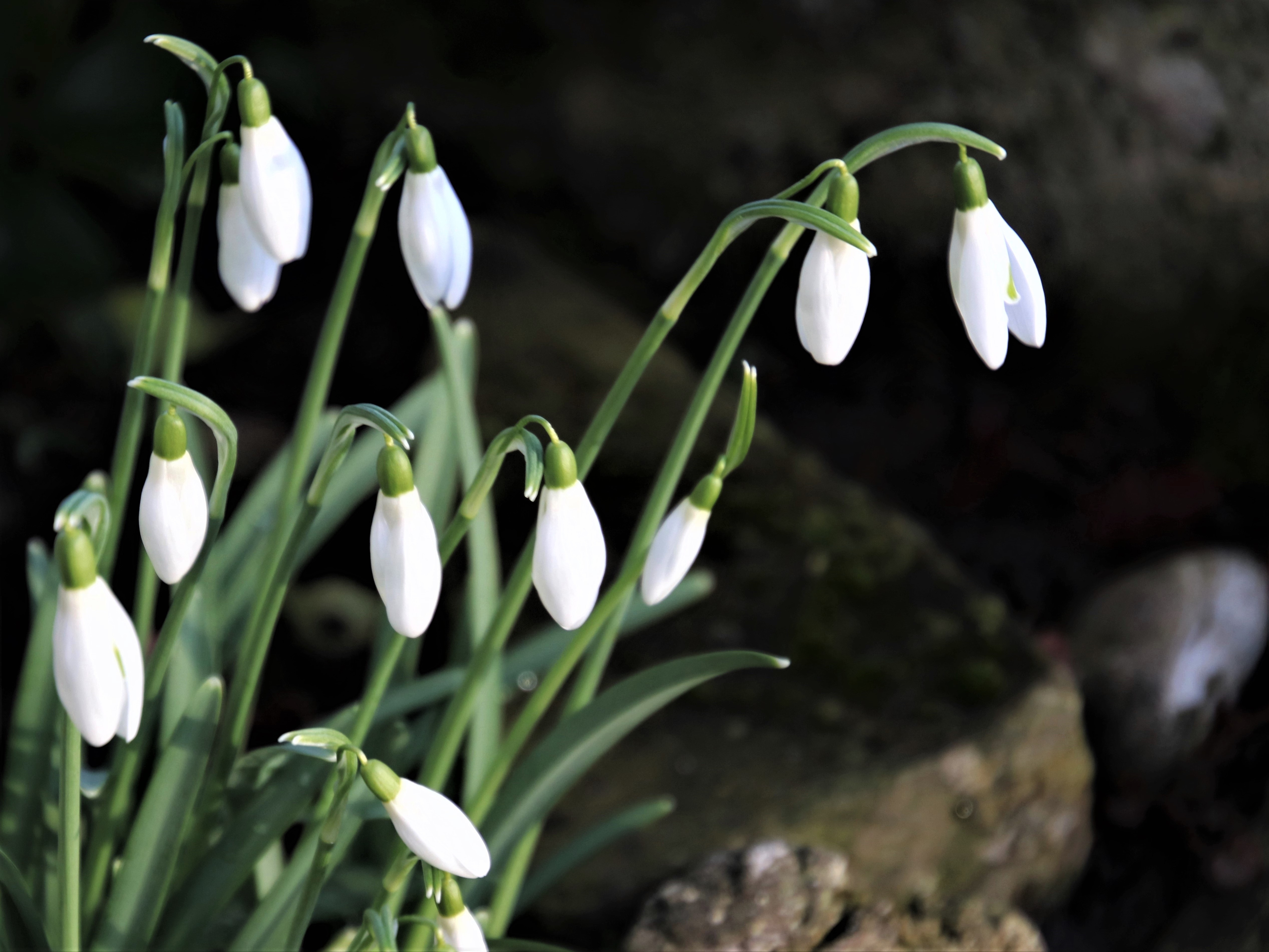 Photo of snowdrops after rain free image download