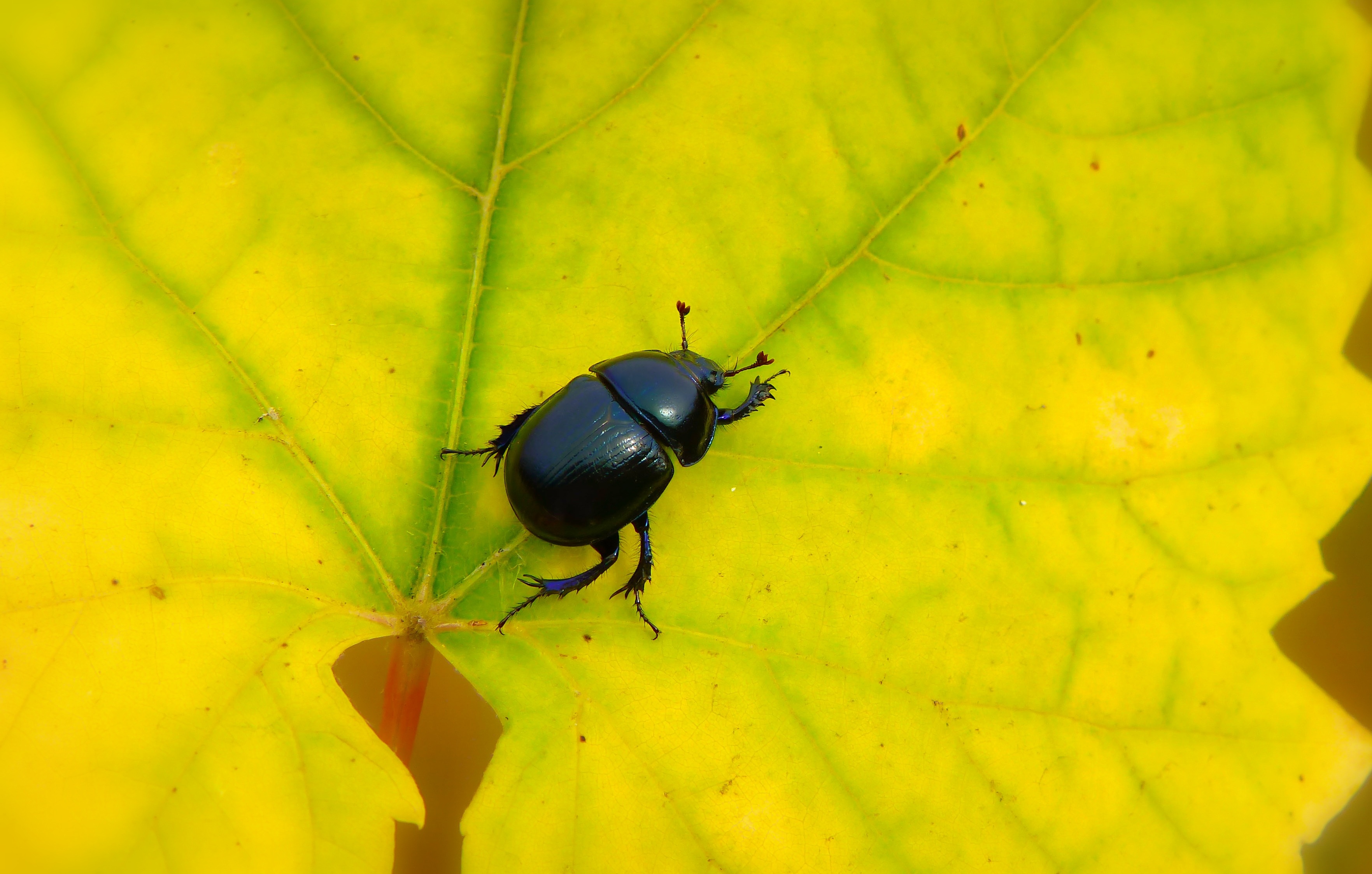 Autumn Seasons bug free image download