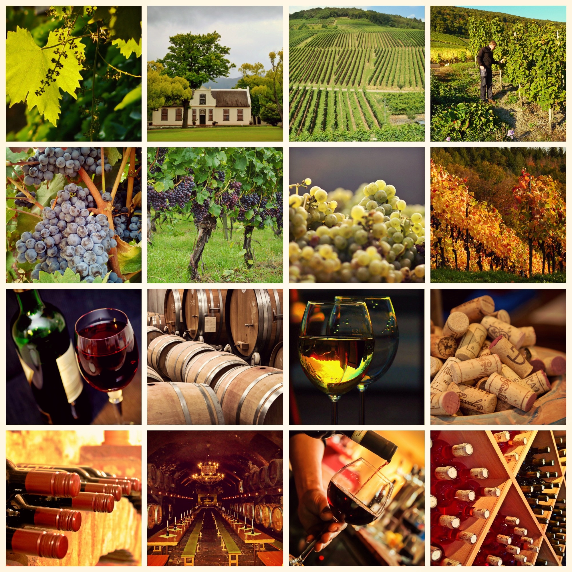 Vines grapes collage photo free image download