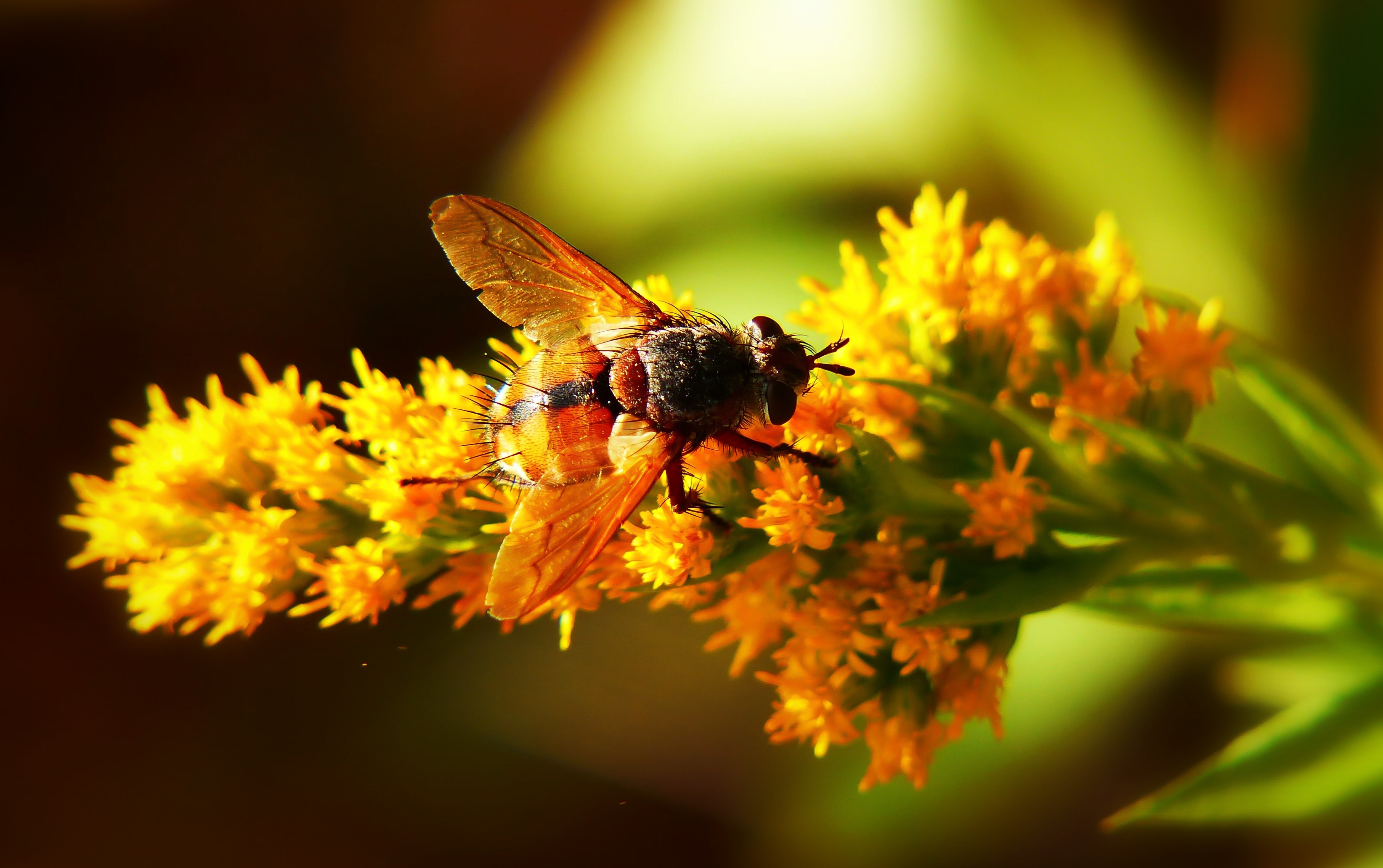 Bee on a fluffy fragrant yellow flower free image download