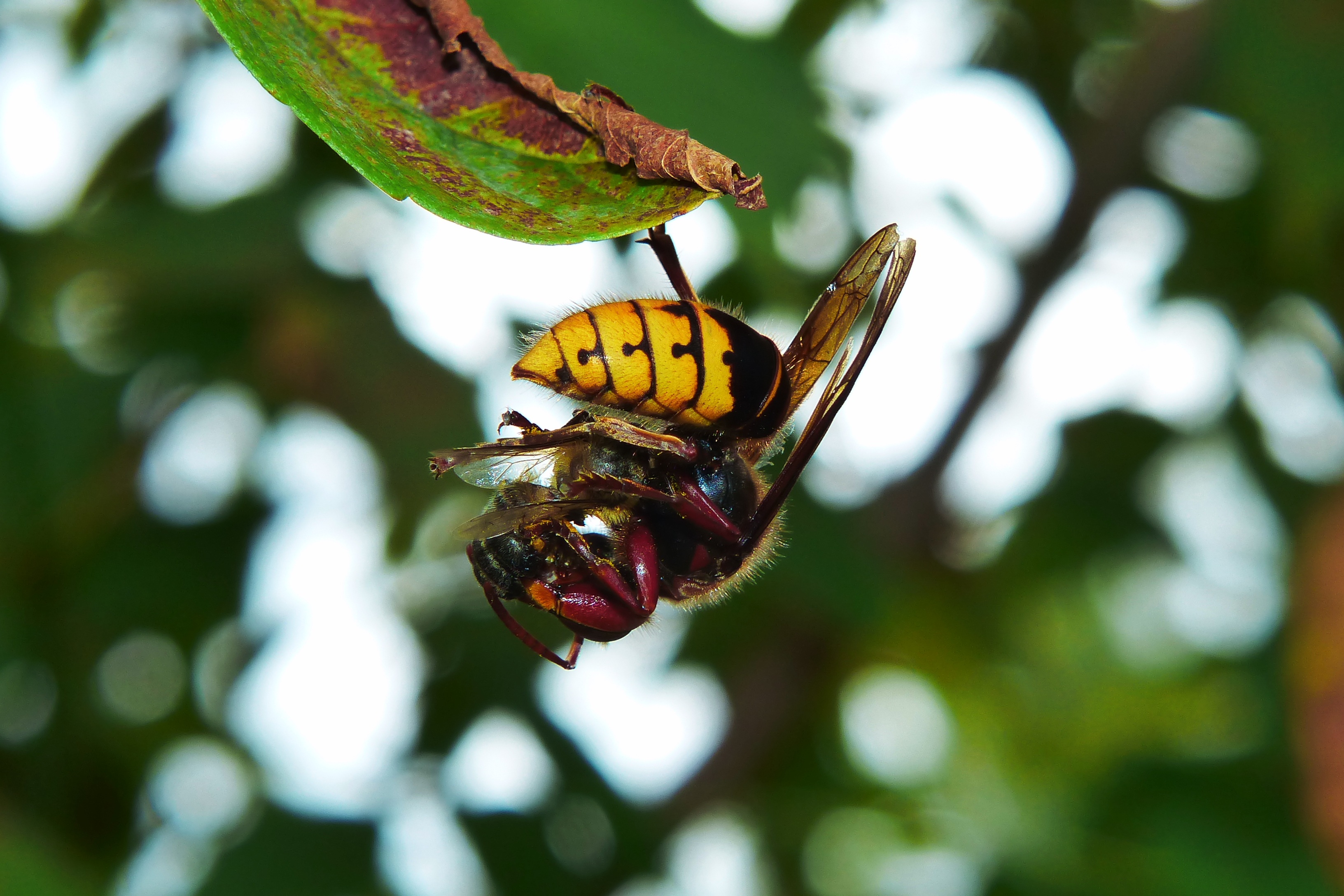 Close-up of the colorful European hornet, on the leaf free image download